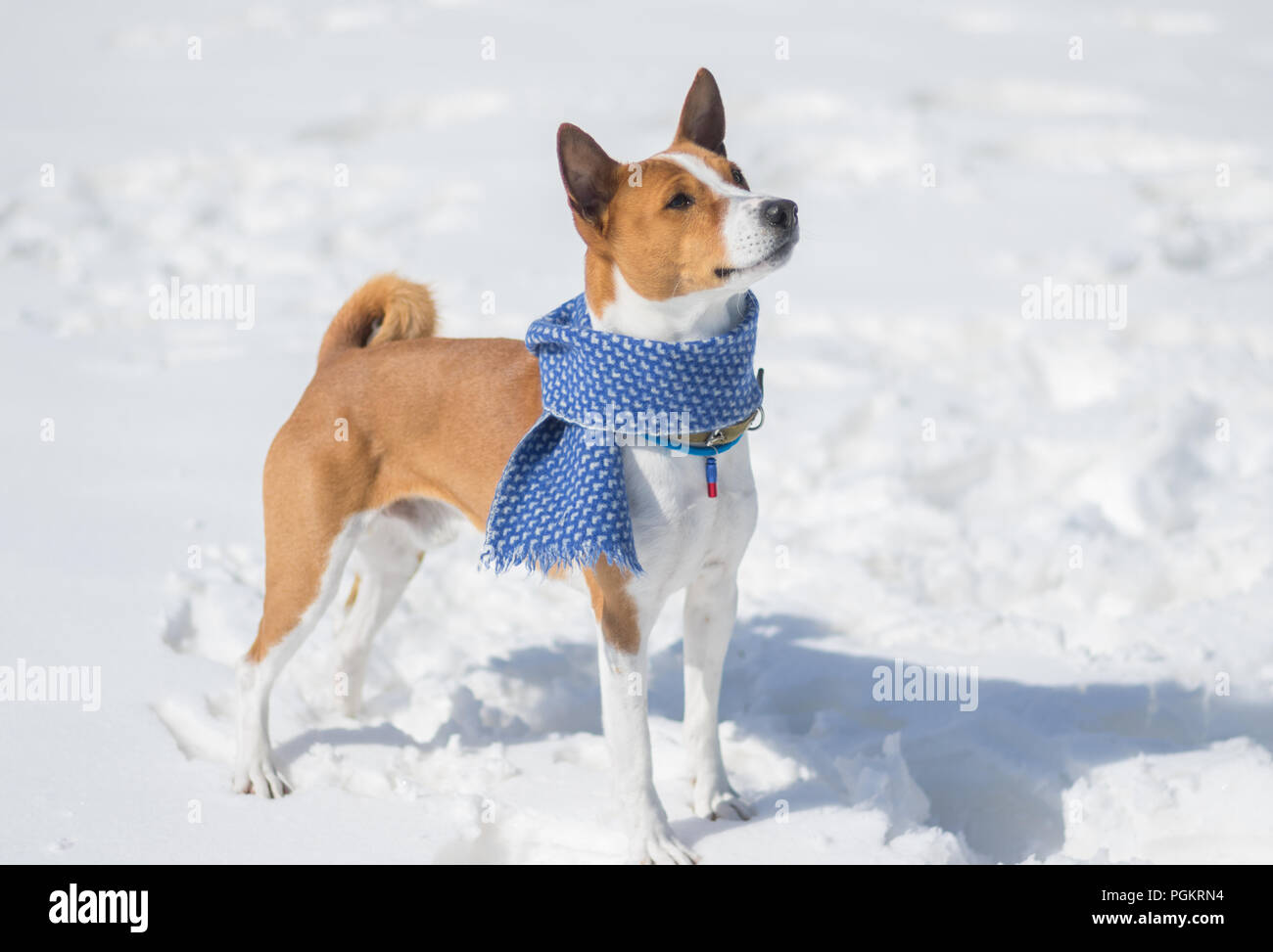 African congo dog hi-res stock photography and images - Alamy