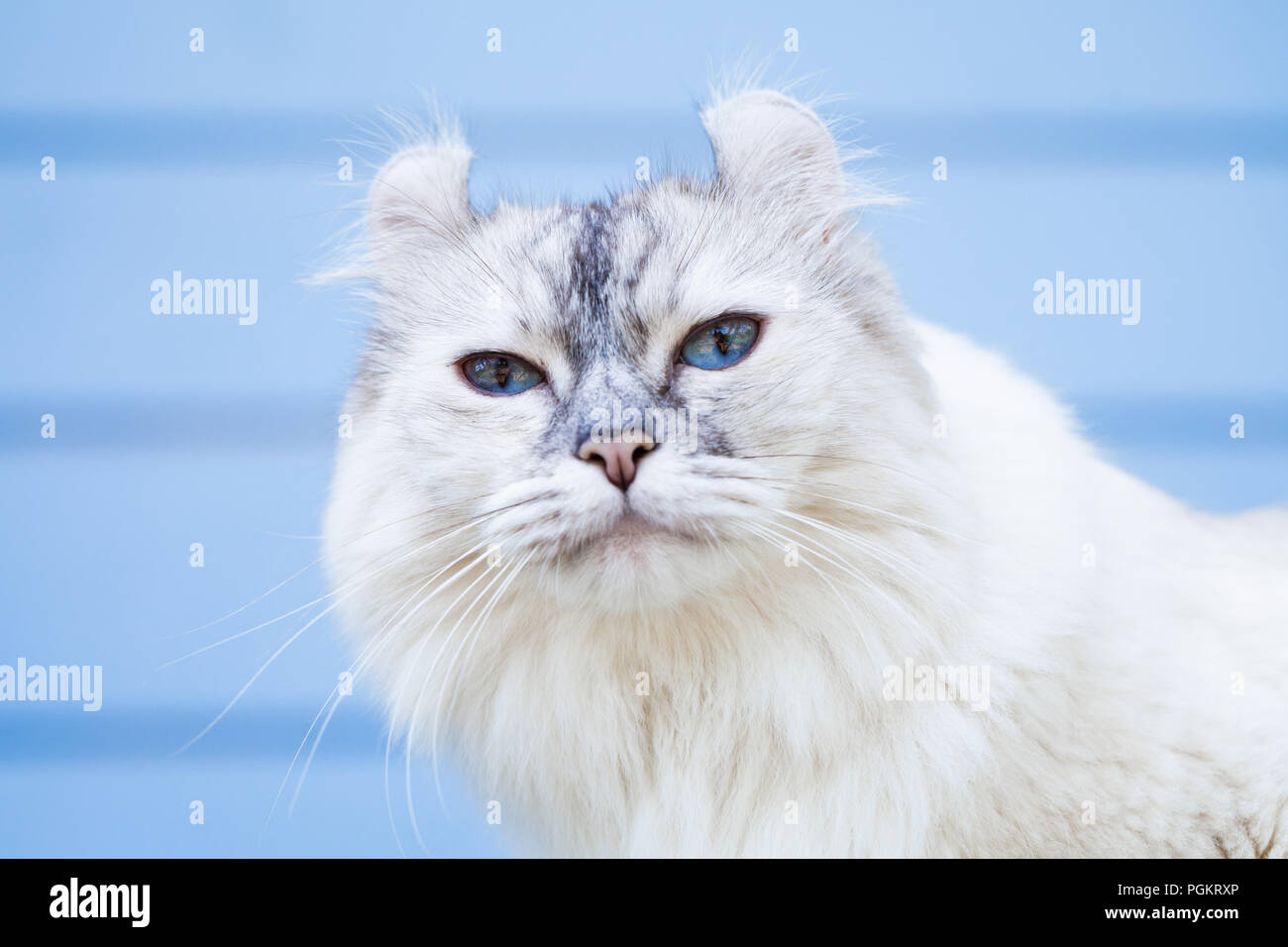 Portrait of cute American Curl cat with blue eyes Stock Photo - Alamy