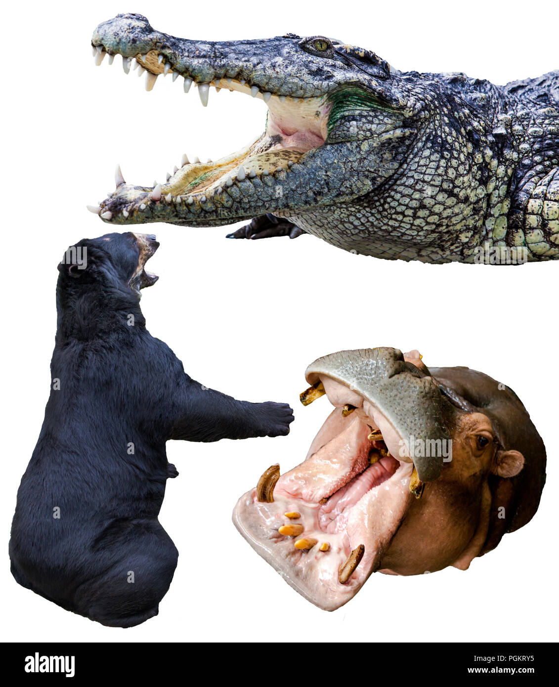 aggressive animal set isolated on white Stock Photo - Alamy