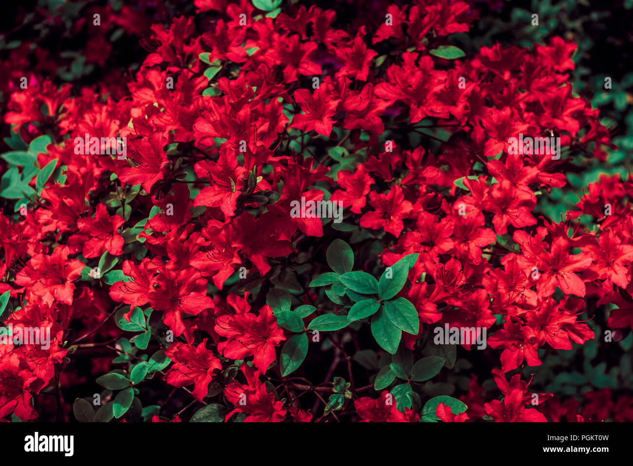 Beautiful background with red flowers Stock Photo - Alamy