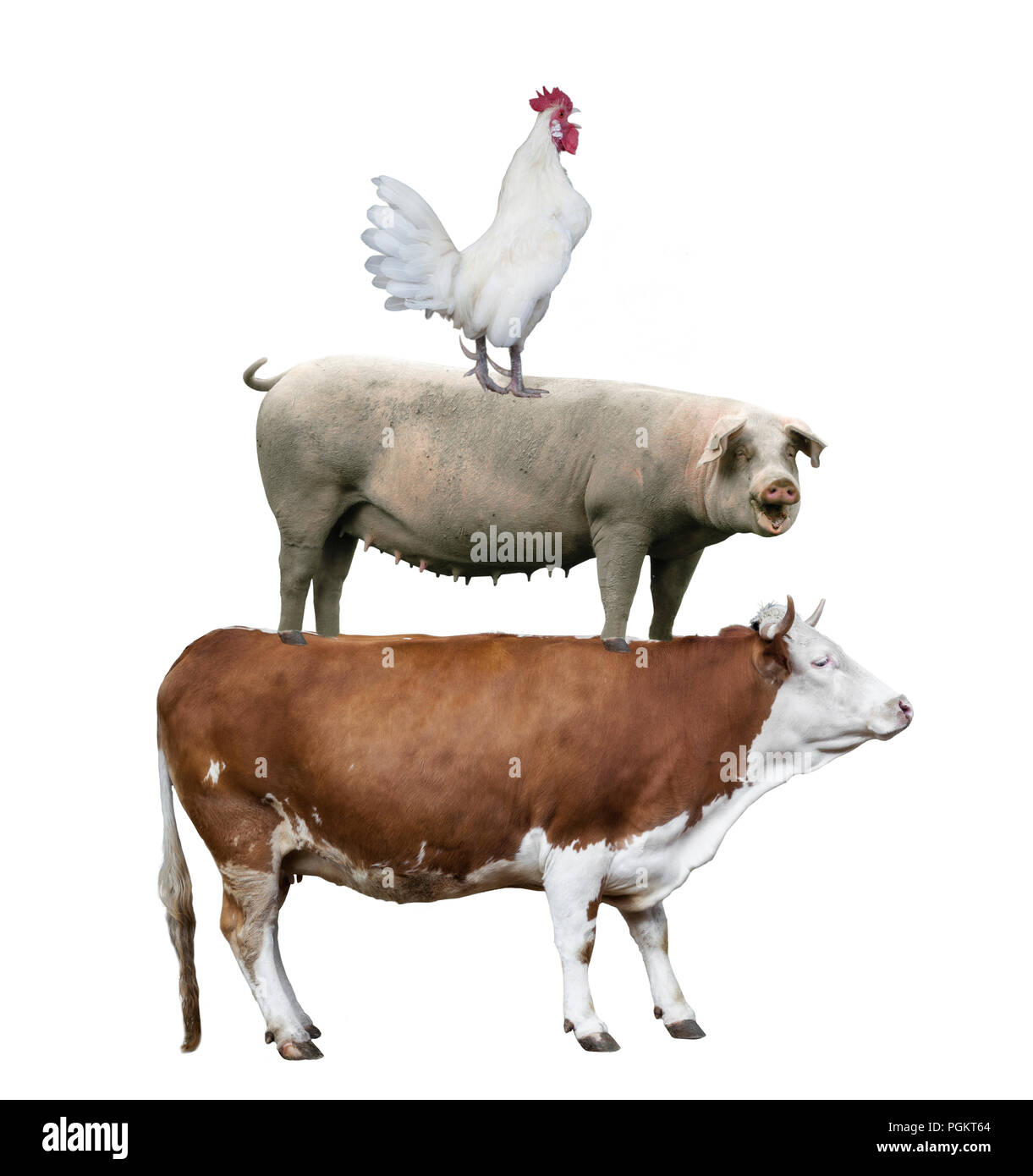 Cow, pig, rooster stand on each other Stock Photo - Alamy