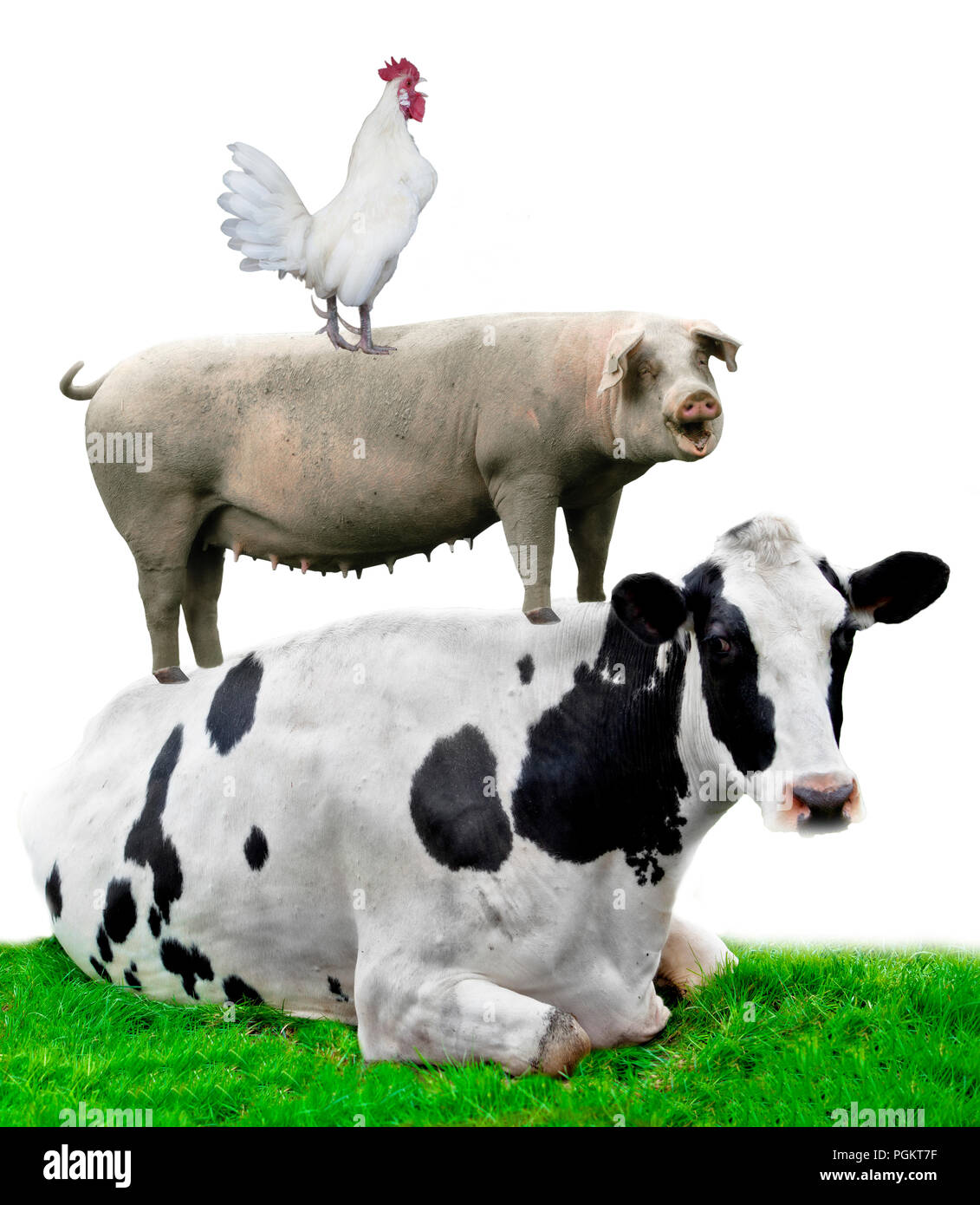 Farm animals. Cow, pig and chicken stand on each other Stock Photo - Alamy