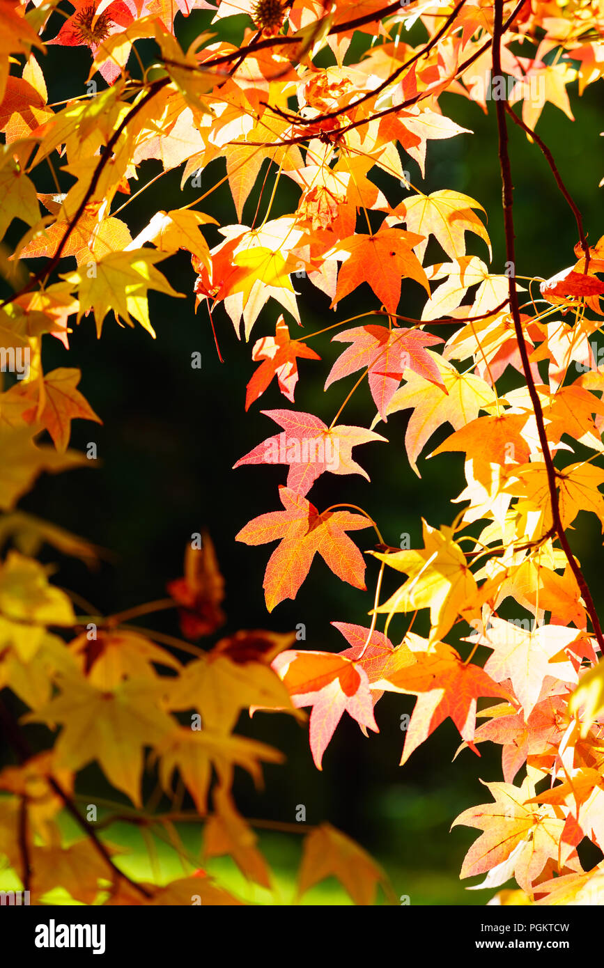 The colorful and beautiful maple autumn leaves Stock Photo - Alamy