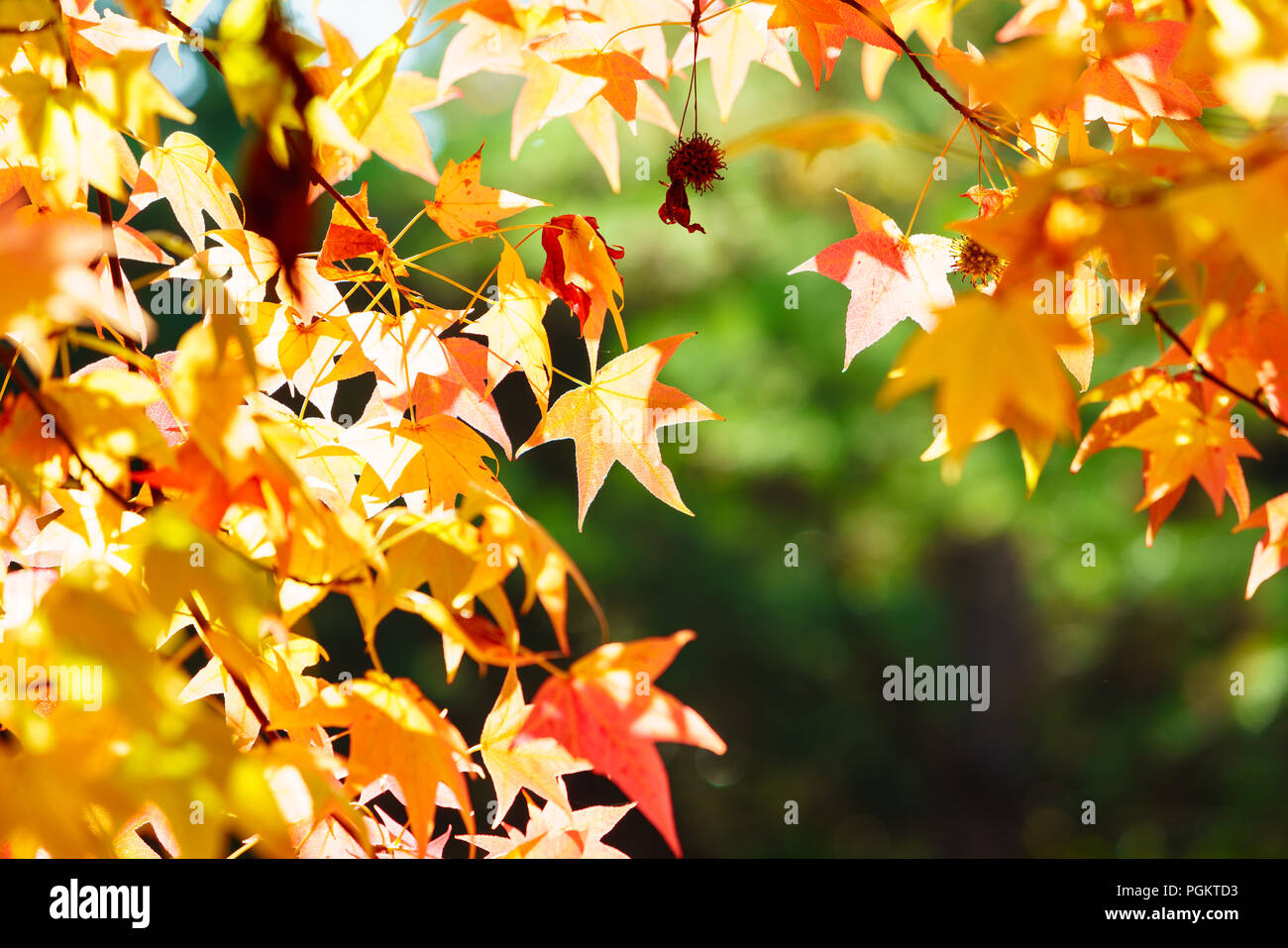 The colorful and beautiful maple autumn leaves Stock Photo - Alamy