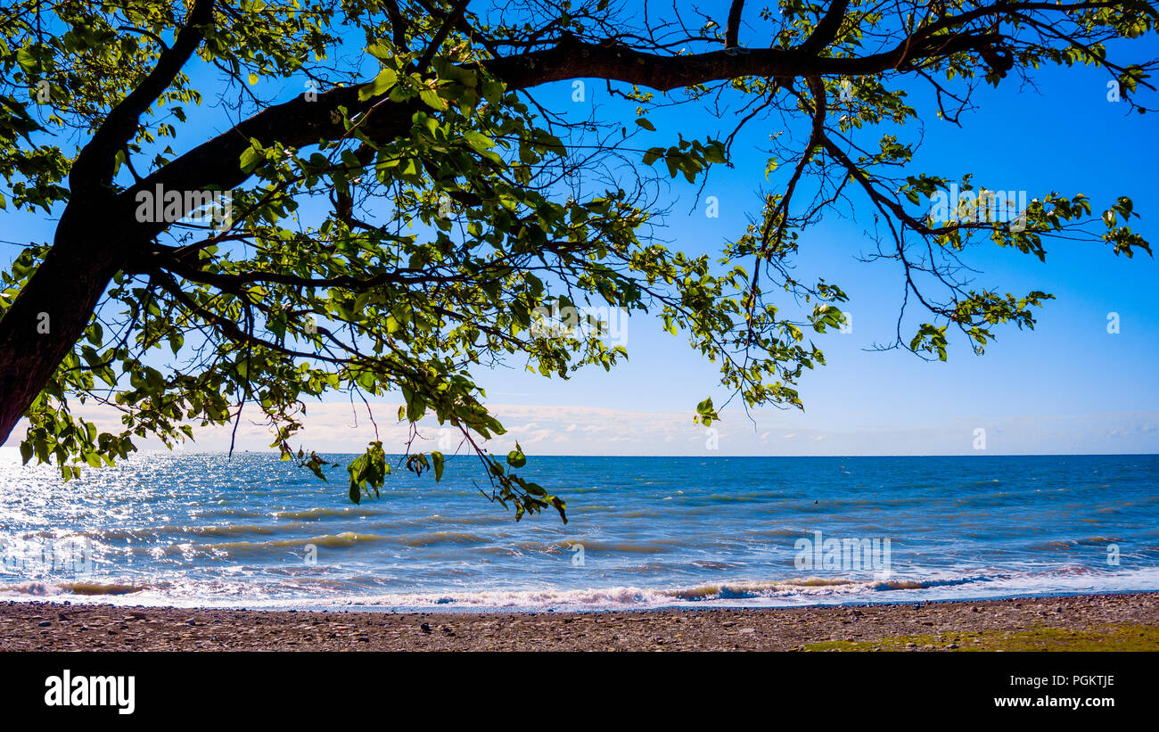 tree on the beach . seascape view Stock Photo - Alamy