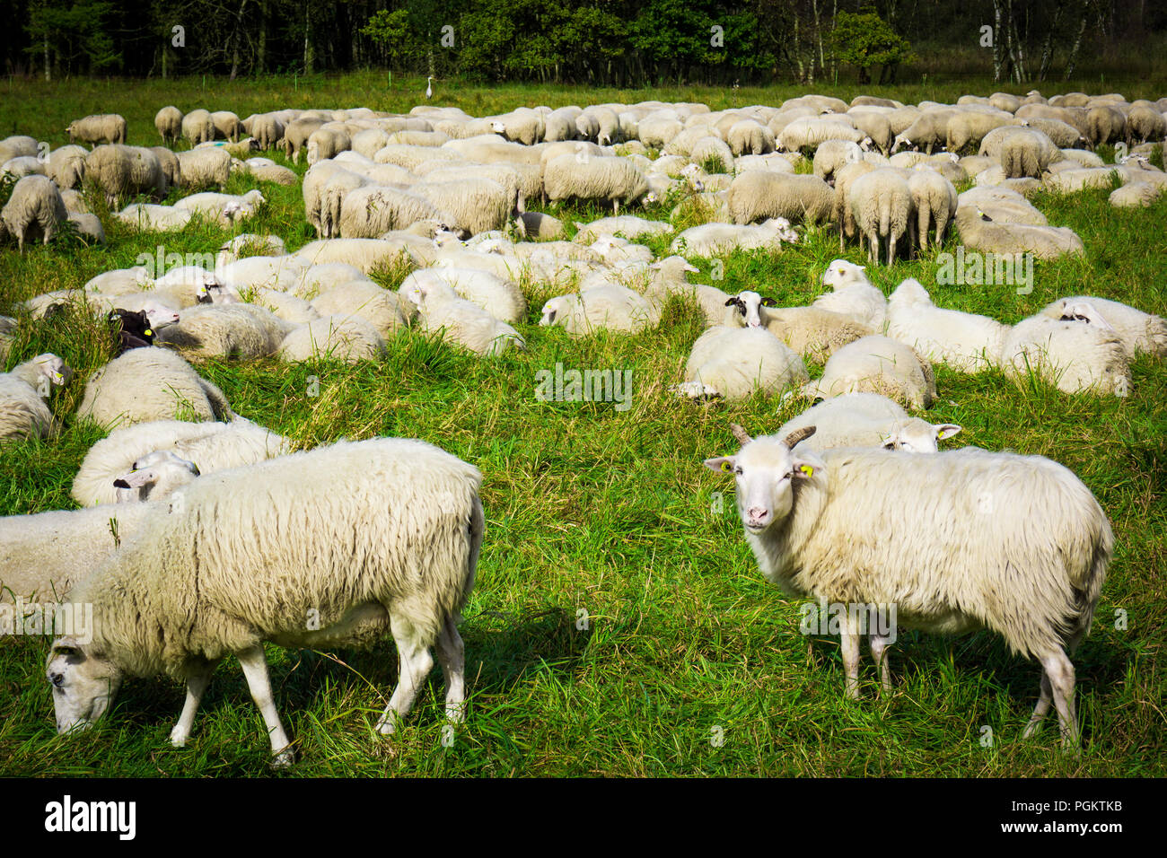 Sheep in nature on meadow Stock Photo - Alamy