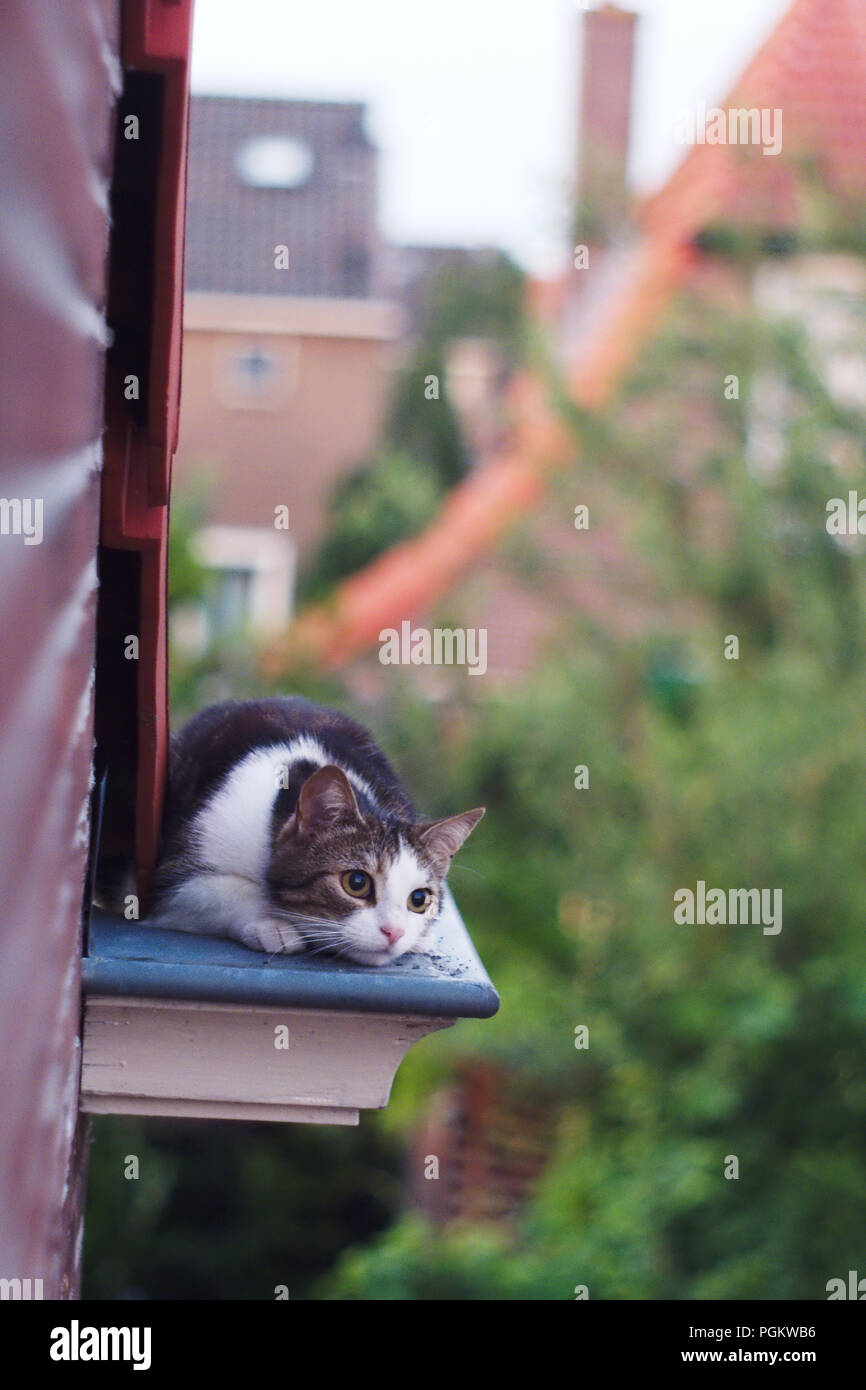 A cat sitting in the roof gutter looking at passing by birds Stock ...