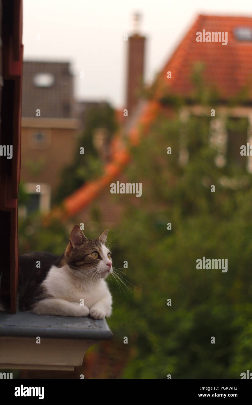 A cat sitting in the roof gutter looking at passing by birds Stock ...