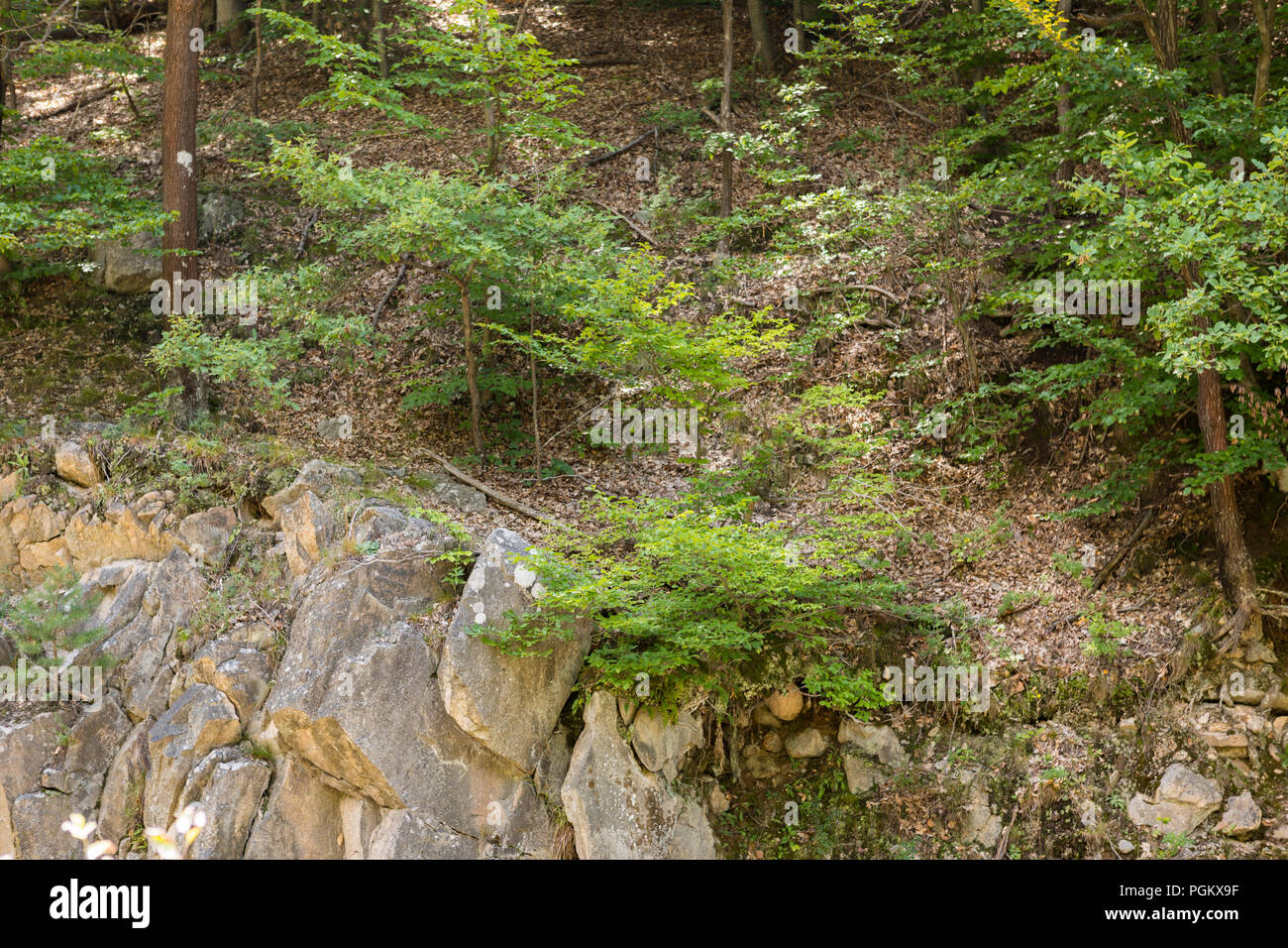 Trees growing on the rocks of Balkan mountains, nature in Bulgaria ...