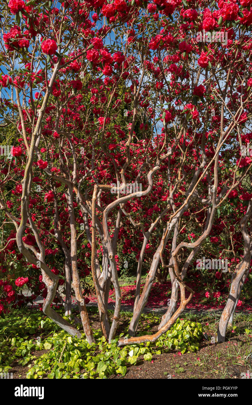 Rhododendron Bark Stock Photos & Rhododendron Bark Stock Images - Alamy