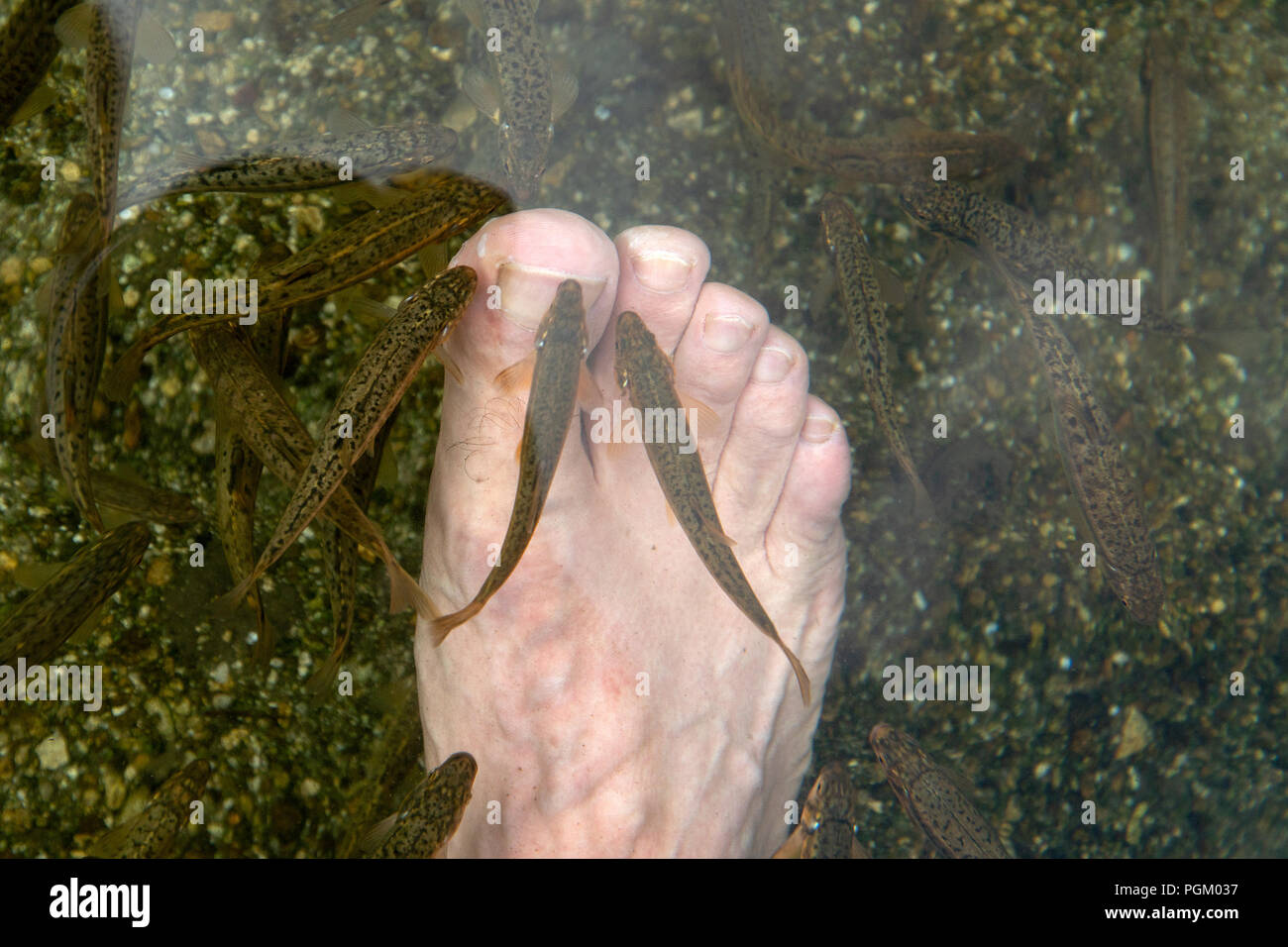 Fish spa - man's feet getting pecked by a shoal of trout Stock Photo ...
