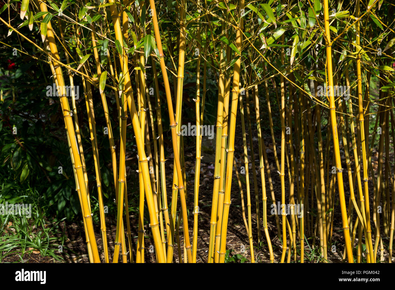 Phyllostachys aureosulcata f. spectabilis. A yellow stemmed ornamental ...