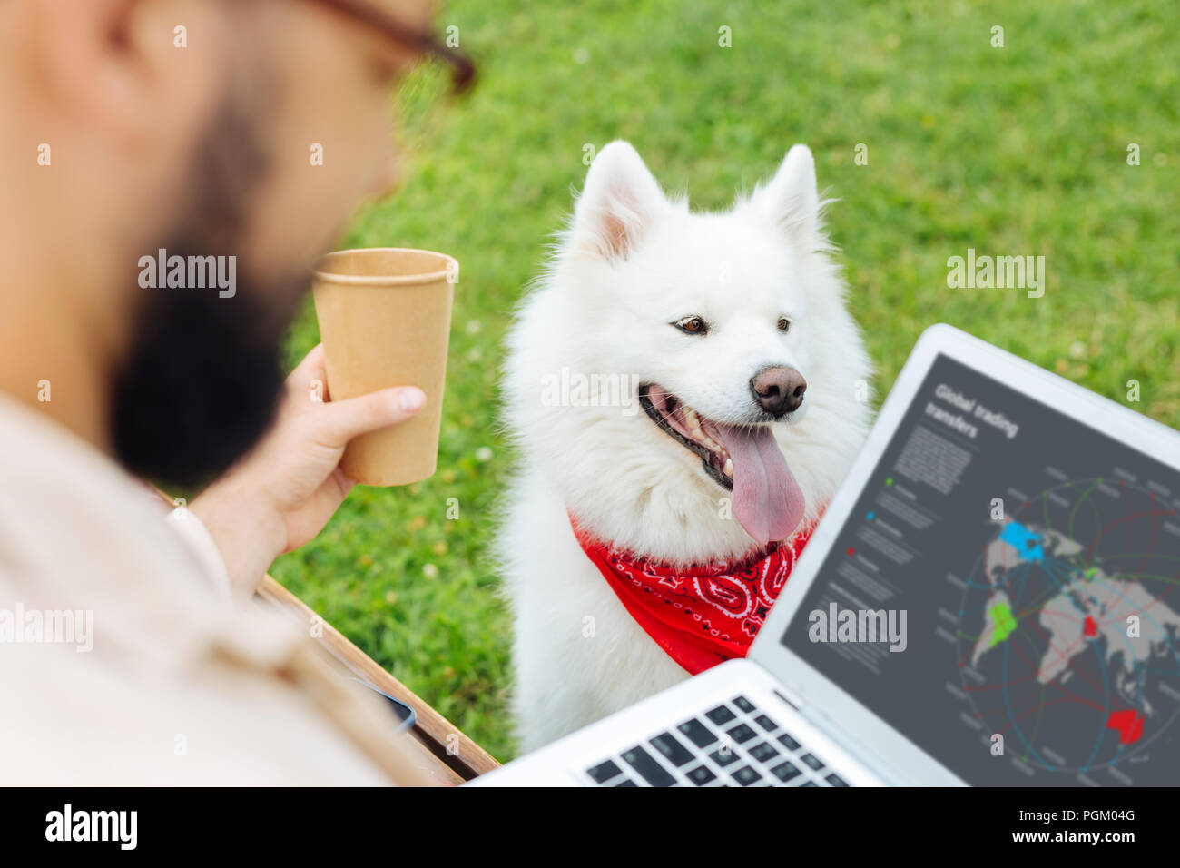 White husky feeling curious looking at laptop of owner Stock Photo - Alamy