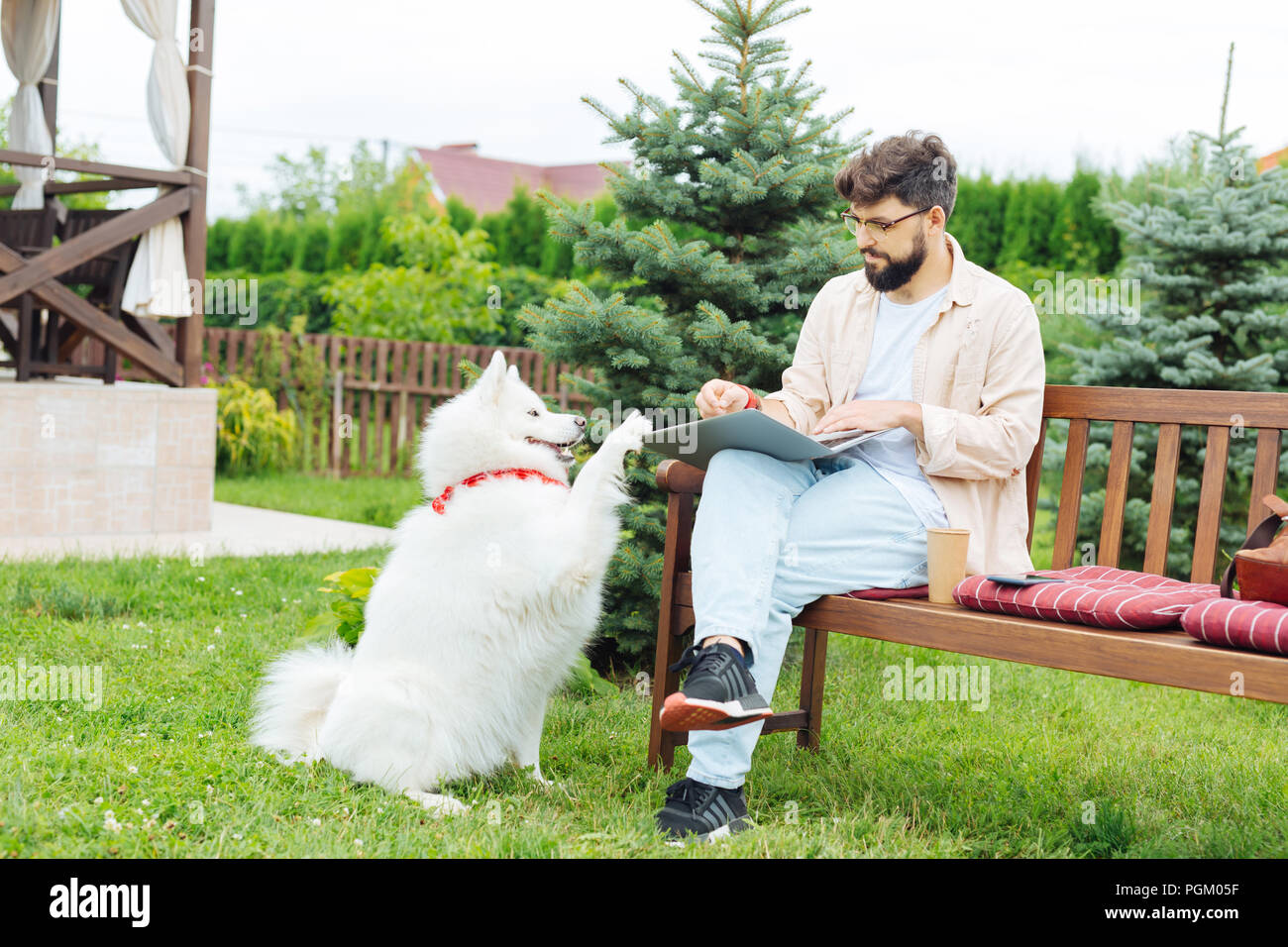 Cute white husky playing with his busy working owner Stock Photo - Alamy