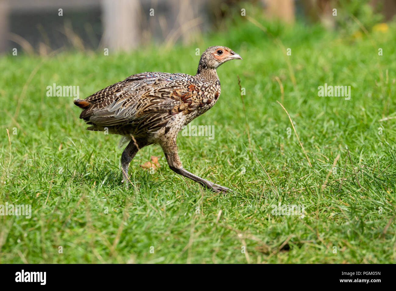 Pheasant poult hi-res stock photography and images - Alamy