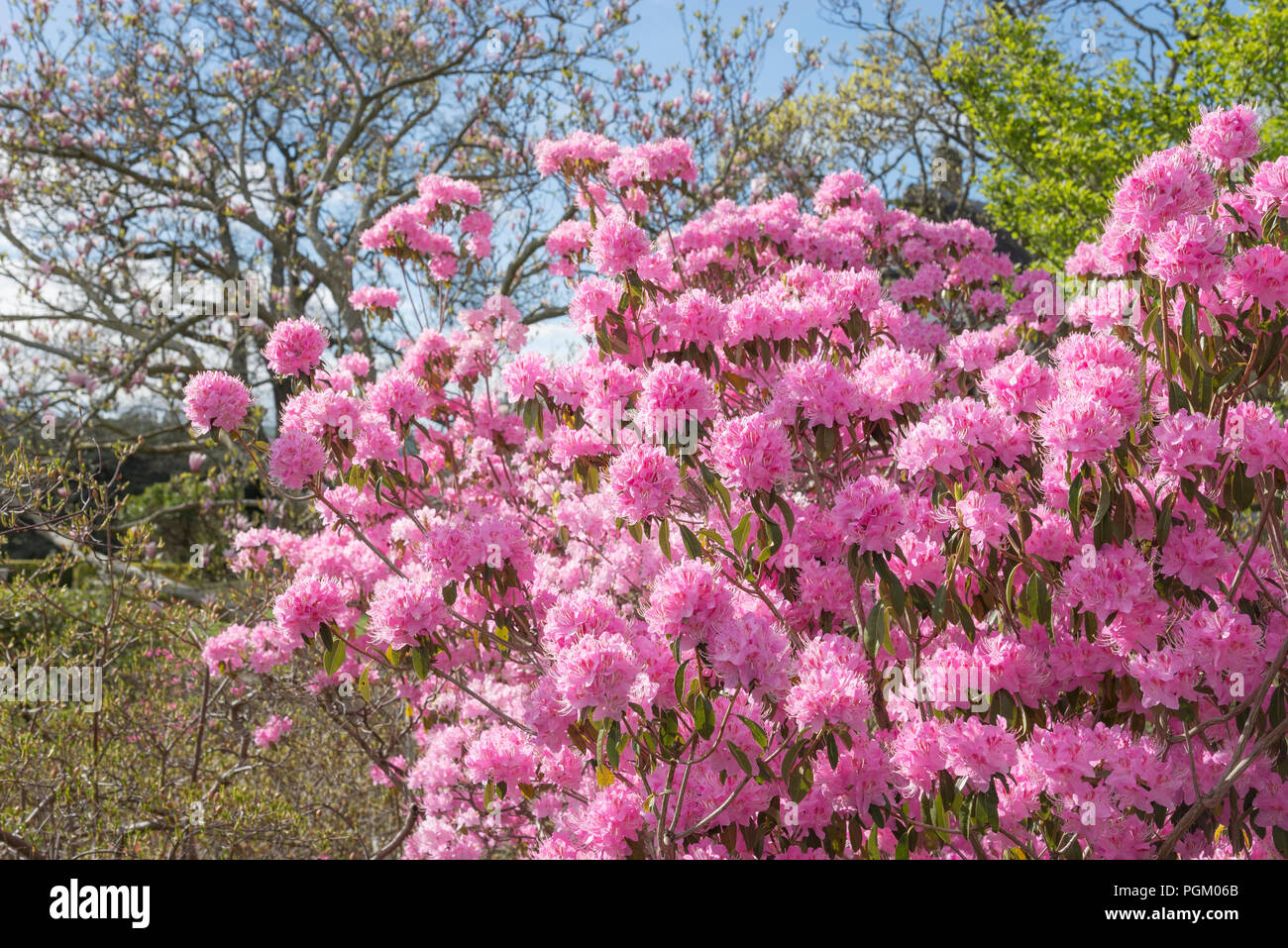 Bright pink spring flowering Rhododendron in brilliant sunshine Stock ...