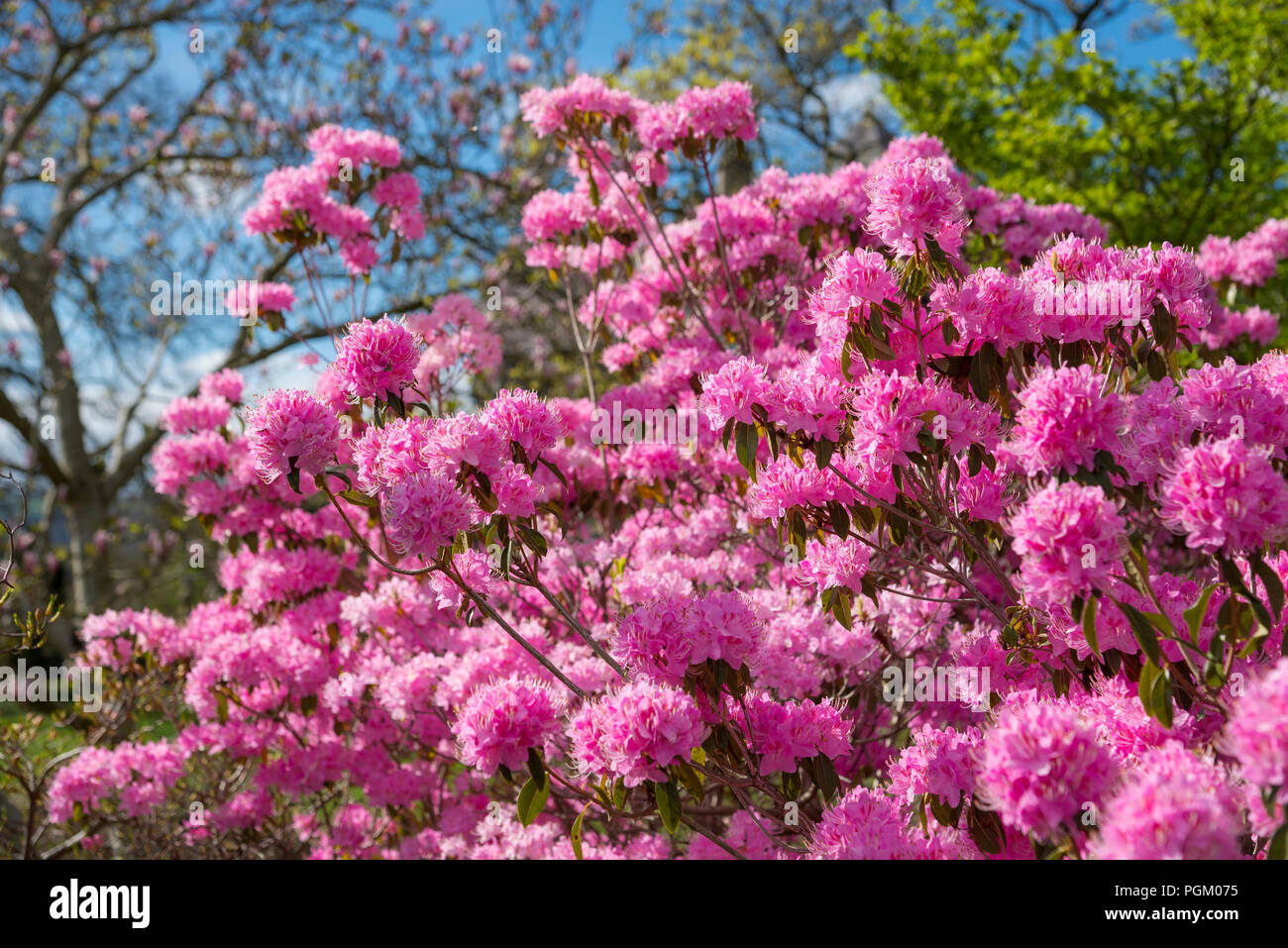Bright pink spring flowering Rhododendron in brilliant sunshine Stock ...