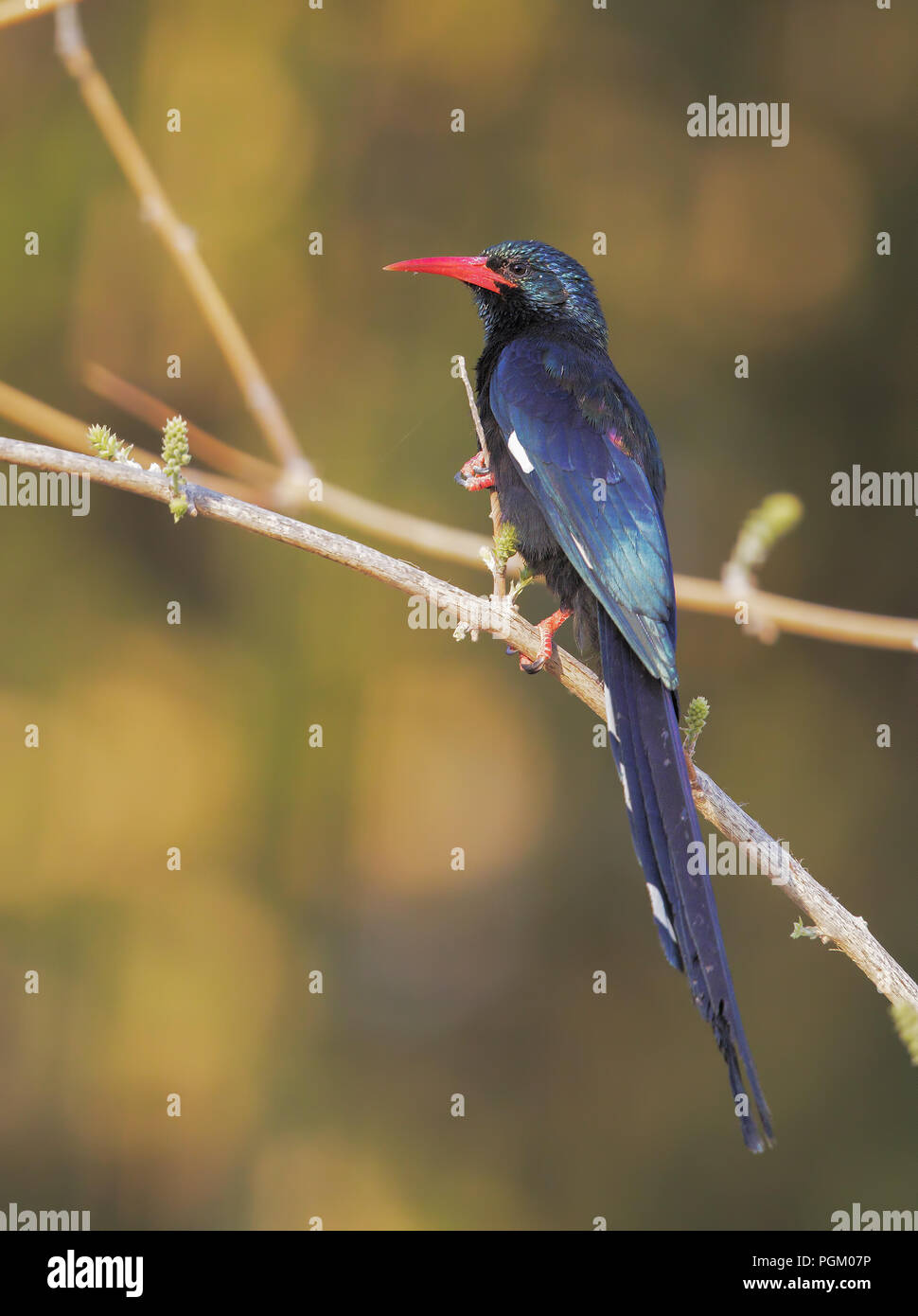 Red billed wood hoopoe hi-res stock photography and images - Alamy