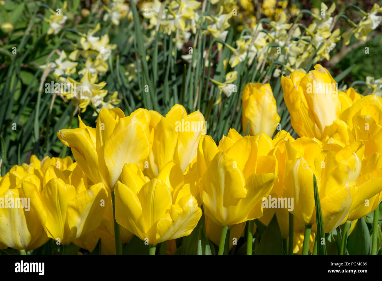 Candela tulip hi-res stock photography and images - Alamy