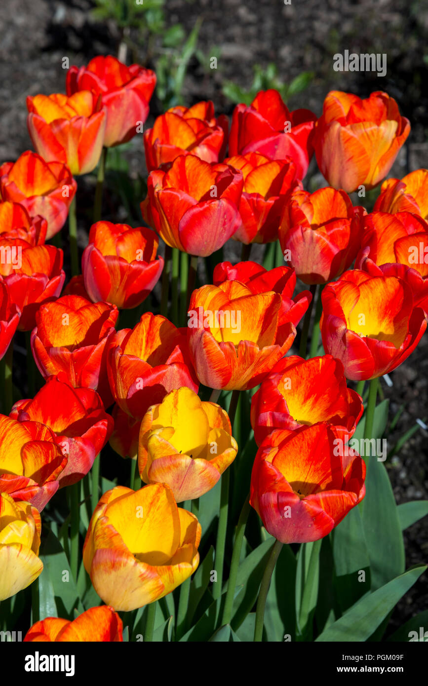 Orange spring flowers hi-res stock photography and images - Alamy