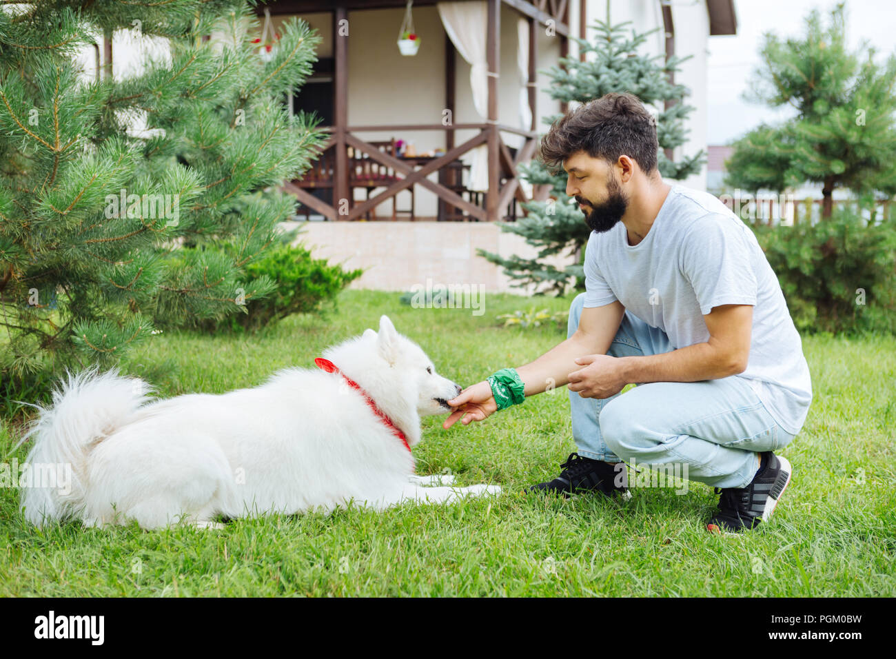 Handsome dark-haired man feeding his cute white husky Stock Photo - Alamy