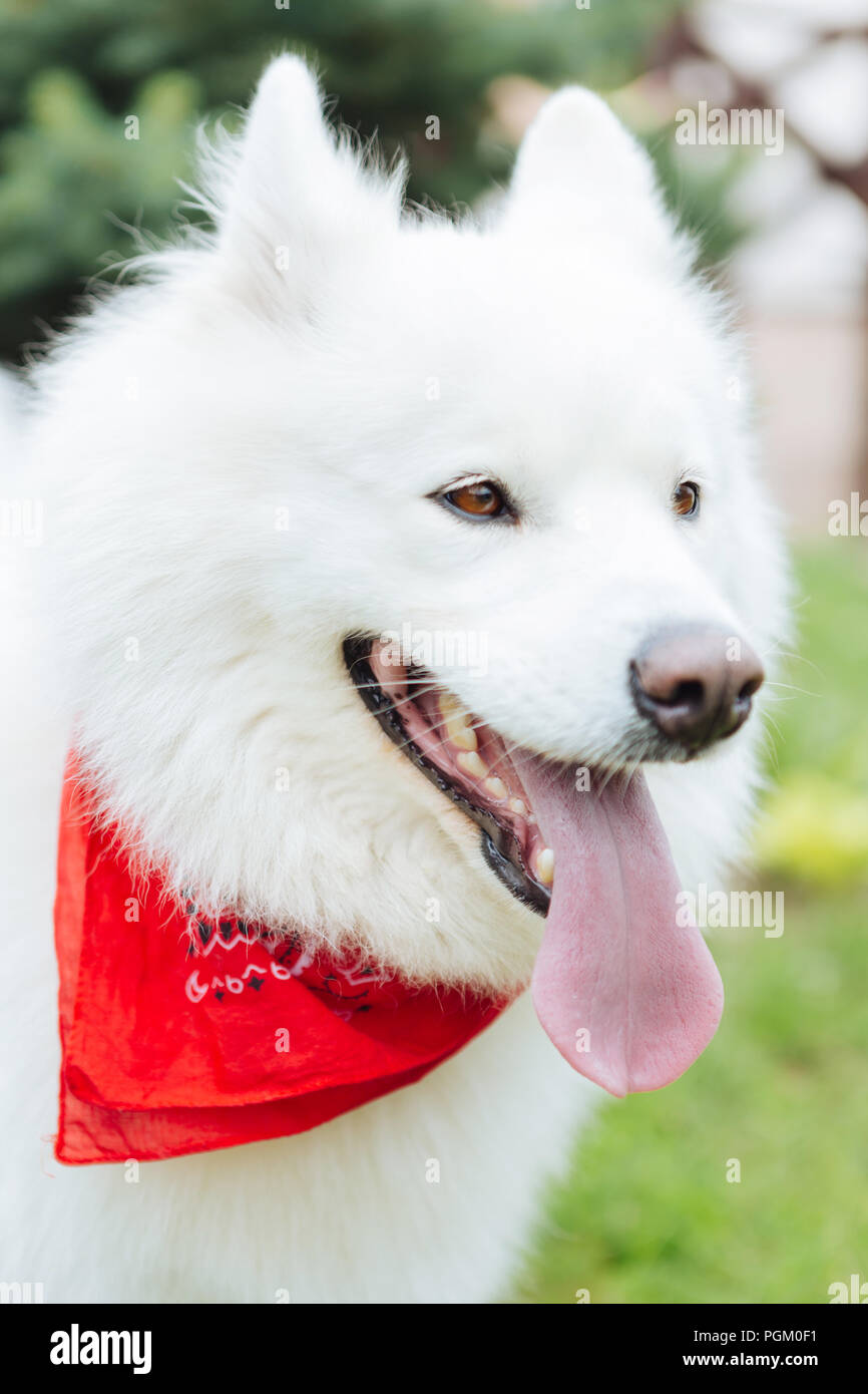 Brown-eyed cute white fluffy husky wearing red bandanna on neck Stock ...