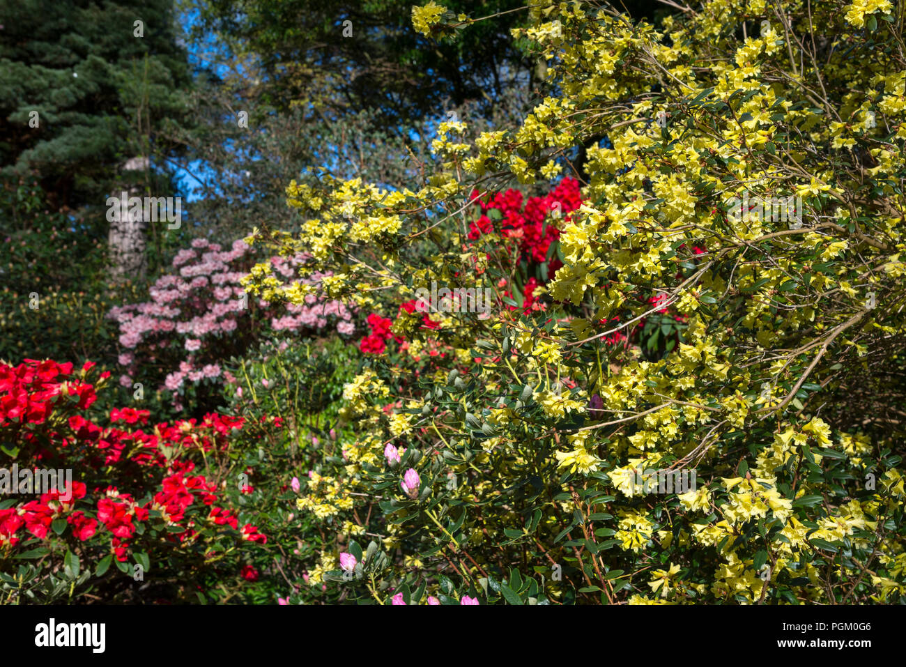 Colourful spring Azaleas and Rhododendrons in April sunshine Stock ...