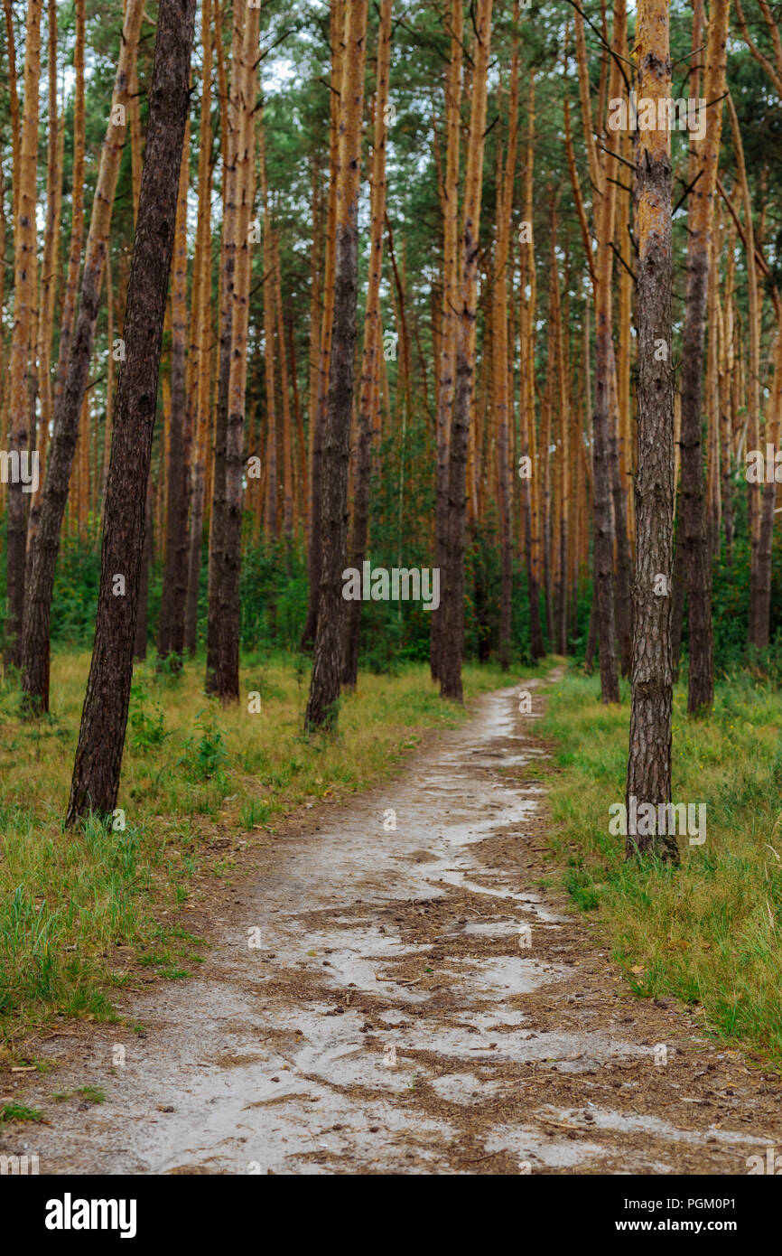 Long narrow path in beautiful green forest outside the city Stock Photo ...