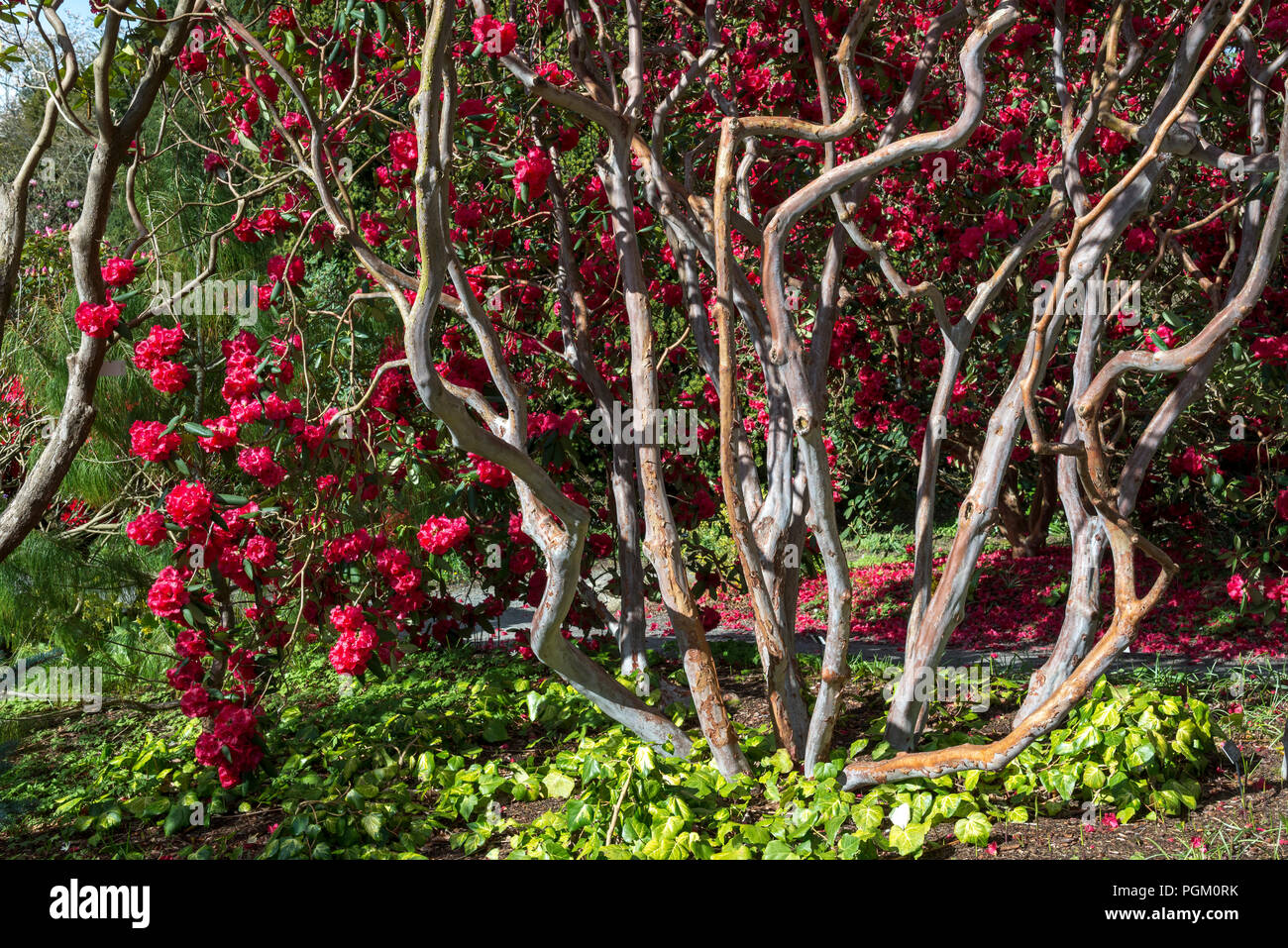 Interesting bark on the bare stems of a red flowered old Rhododendron ...