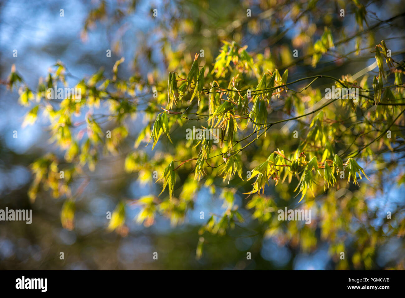 Fine leaved form hi-res stock photography and images - Alamy
