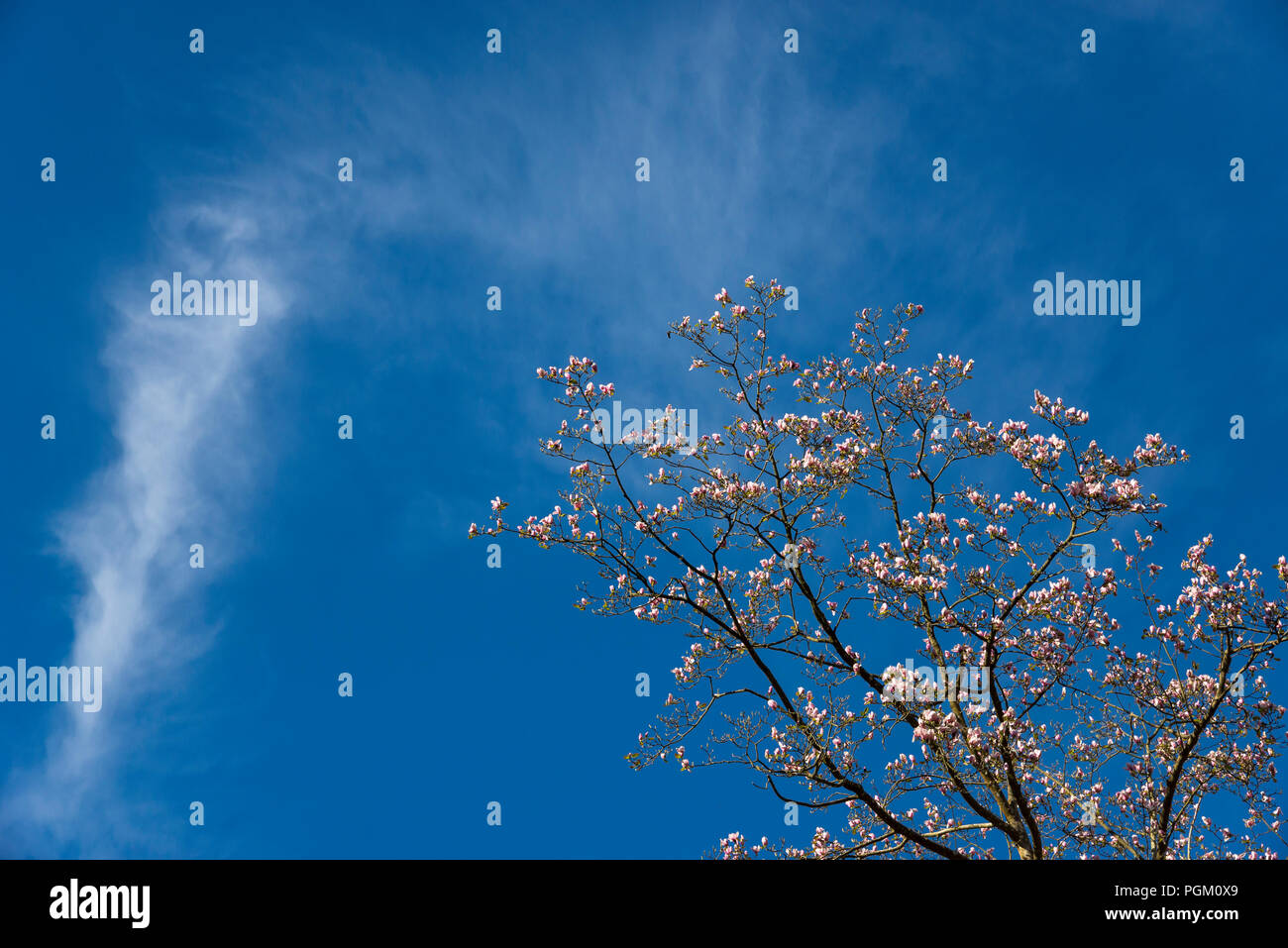 Magnolia x veitchii peter veitch hi-res stock photography and images ...