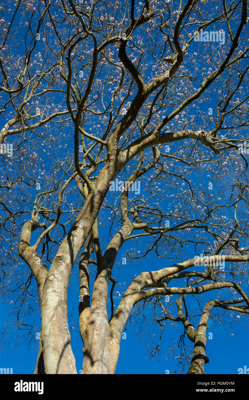 Mature Magnolia x Veitchii 'Peter Veitch' against a blue spring sky ...