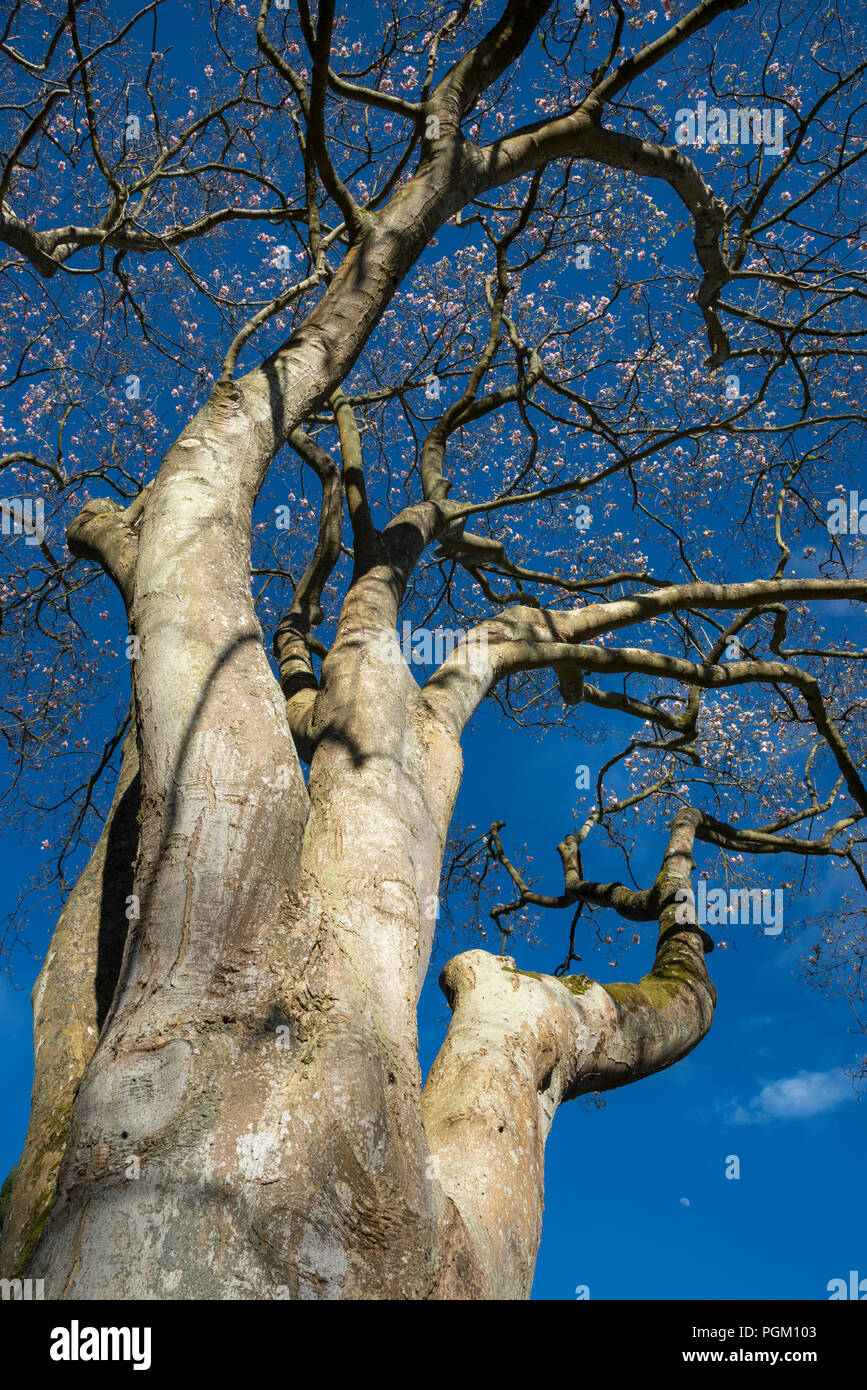 Mature Magnolia x Veitchii 'Peter Veitch' against a blue spring sky ...