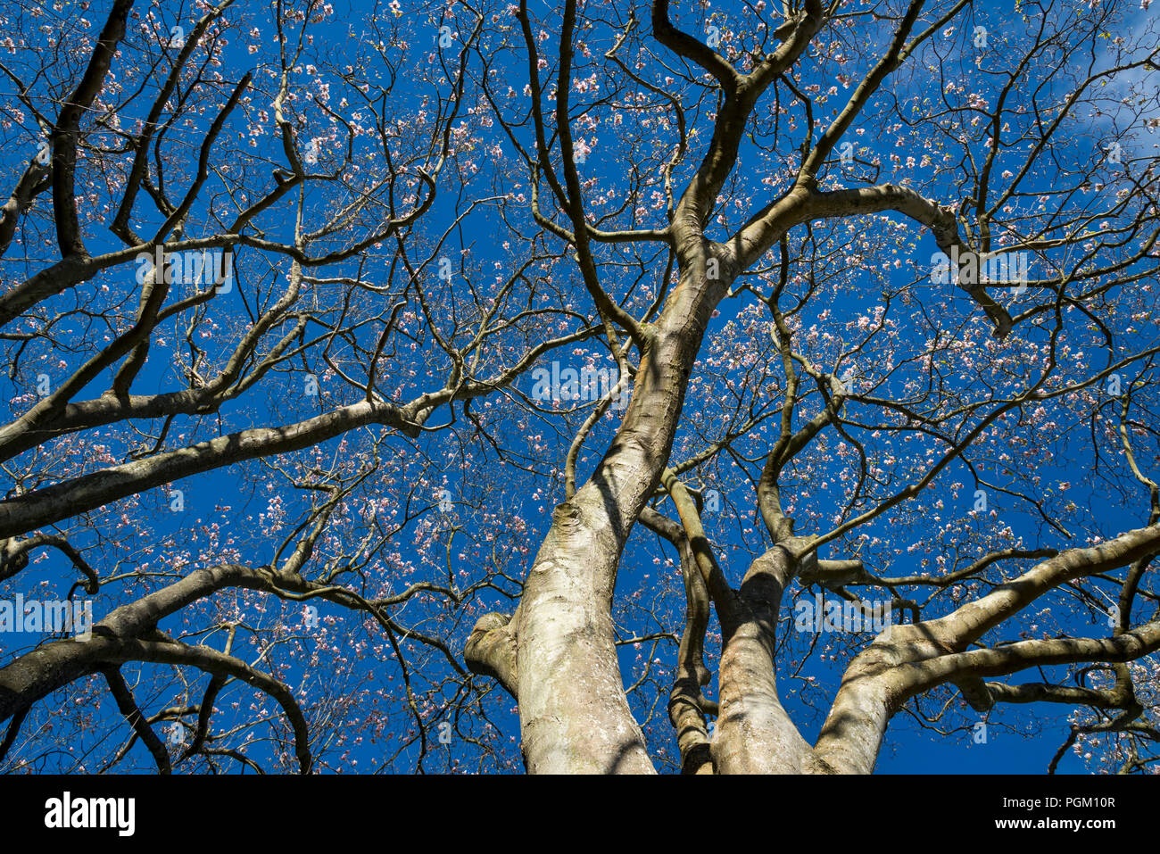 Magnolia x veitchii peter veitch hi-res stock photography and images ...