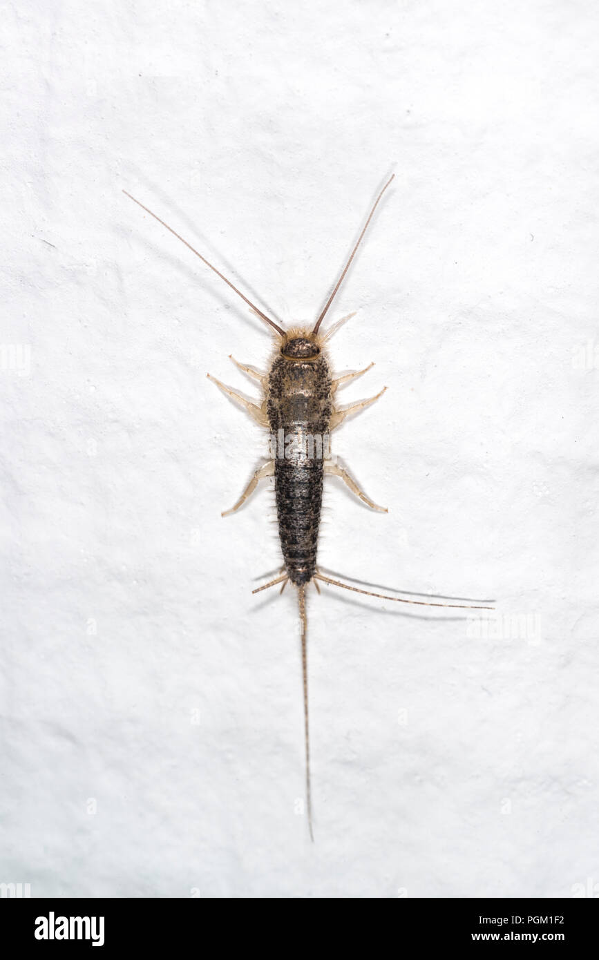 Silverfish close up hi-res stock photography and images - Alamy
