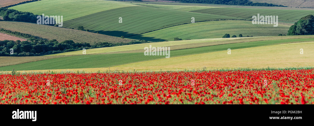 Poppy field at South Downs, Sussex Stock Photo - Alamy