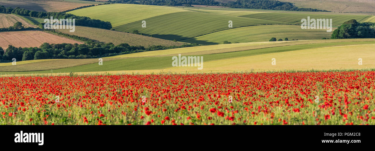 Poppy field at South Downs, Sussex Stock Photo - Alamy
