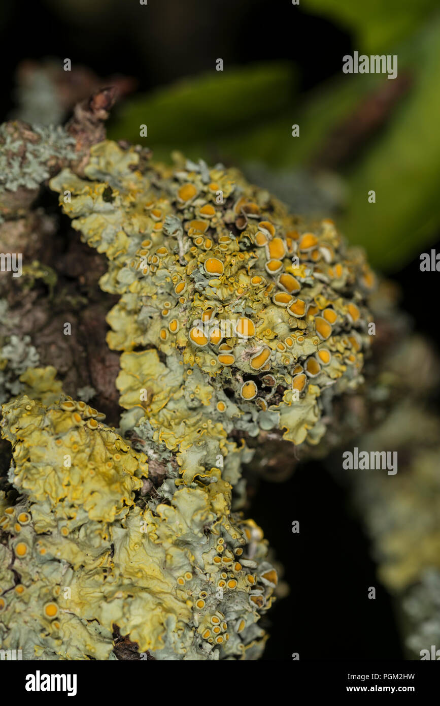 Lichen on a tree branch Stock Photo - Alamy