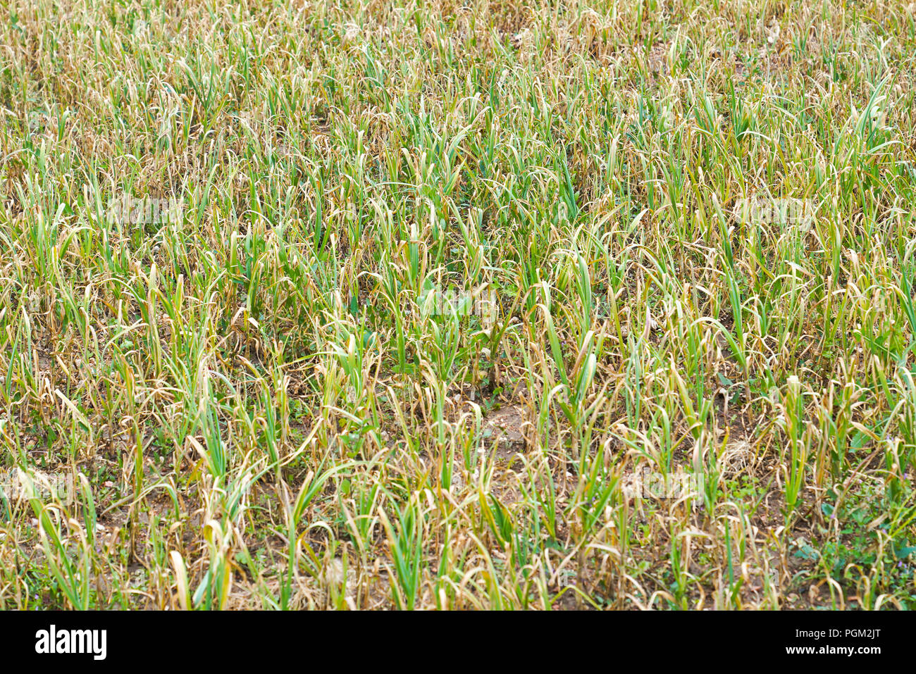 Garlic field just before harvest Stock Photo - Alamy