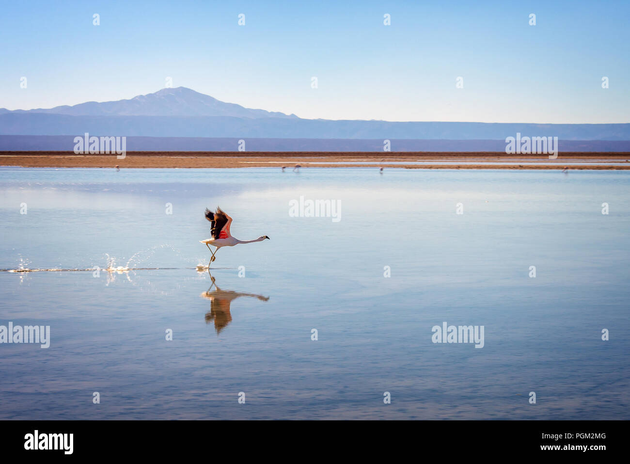 Andean flamingo taking flight in Laguna Chaxa, Atacama salar, Chile ...