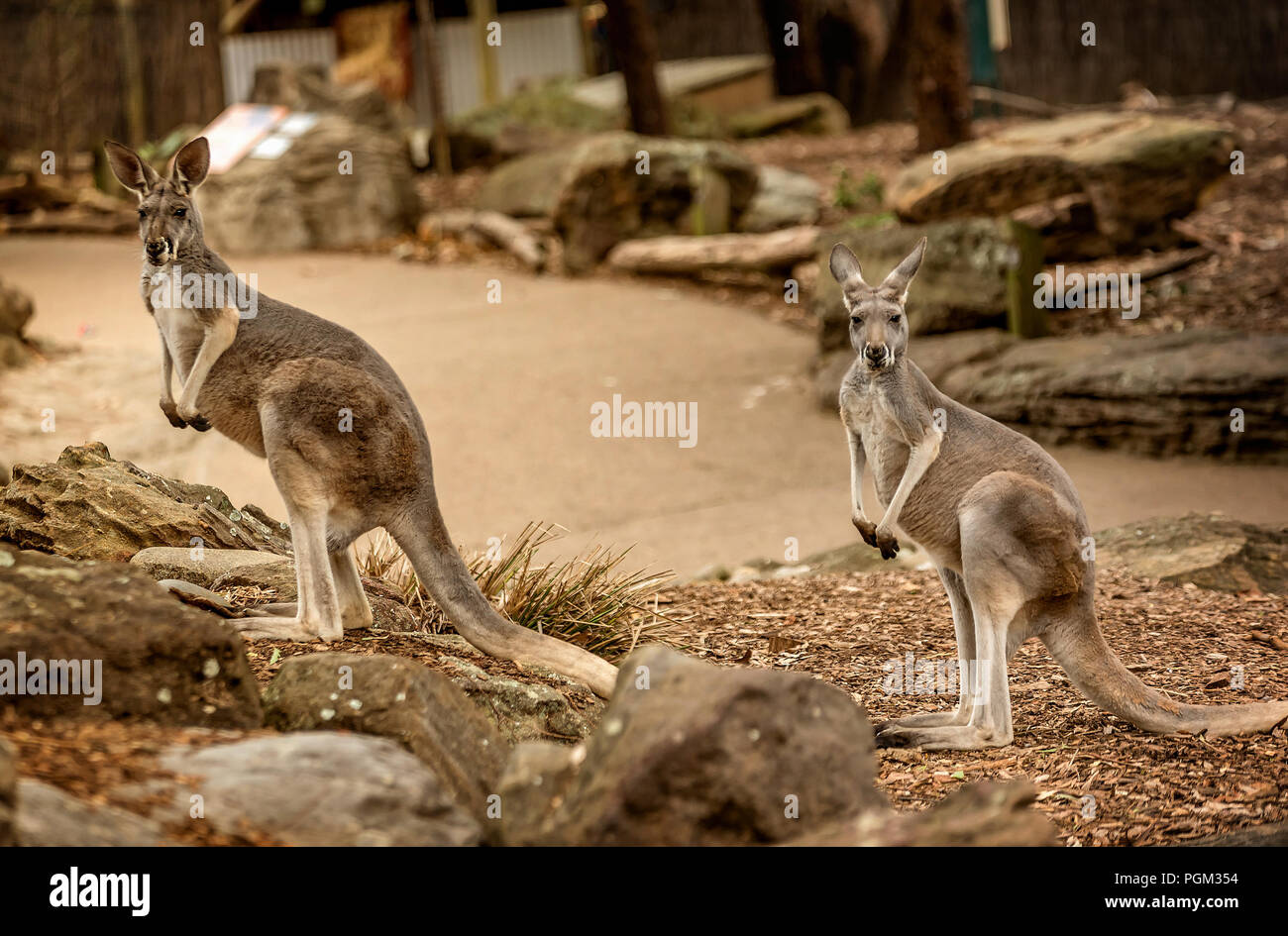 Red kangaroo desert western australia hi-res stock photography and ...