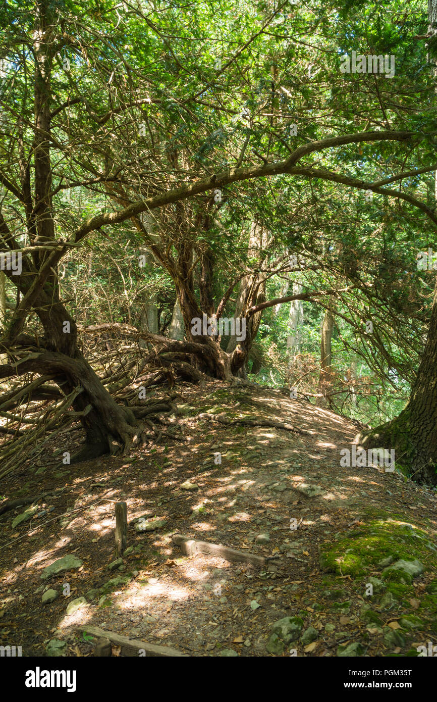 Yew texture hi-res stock photography and images - Alamy