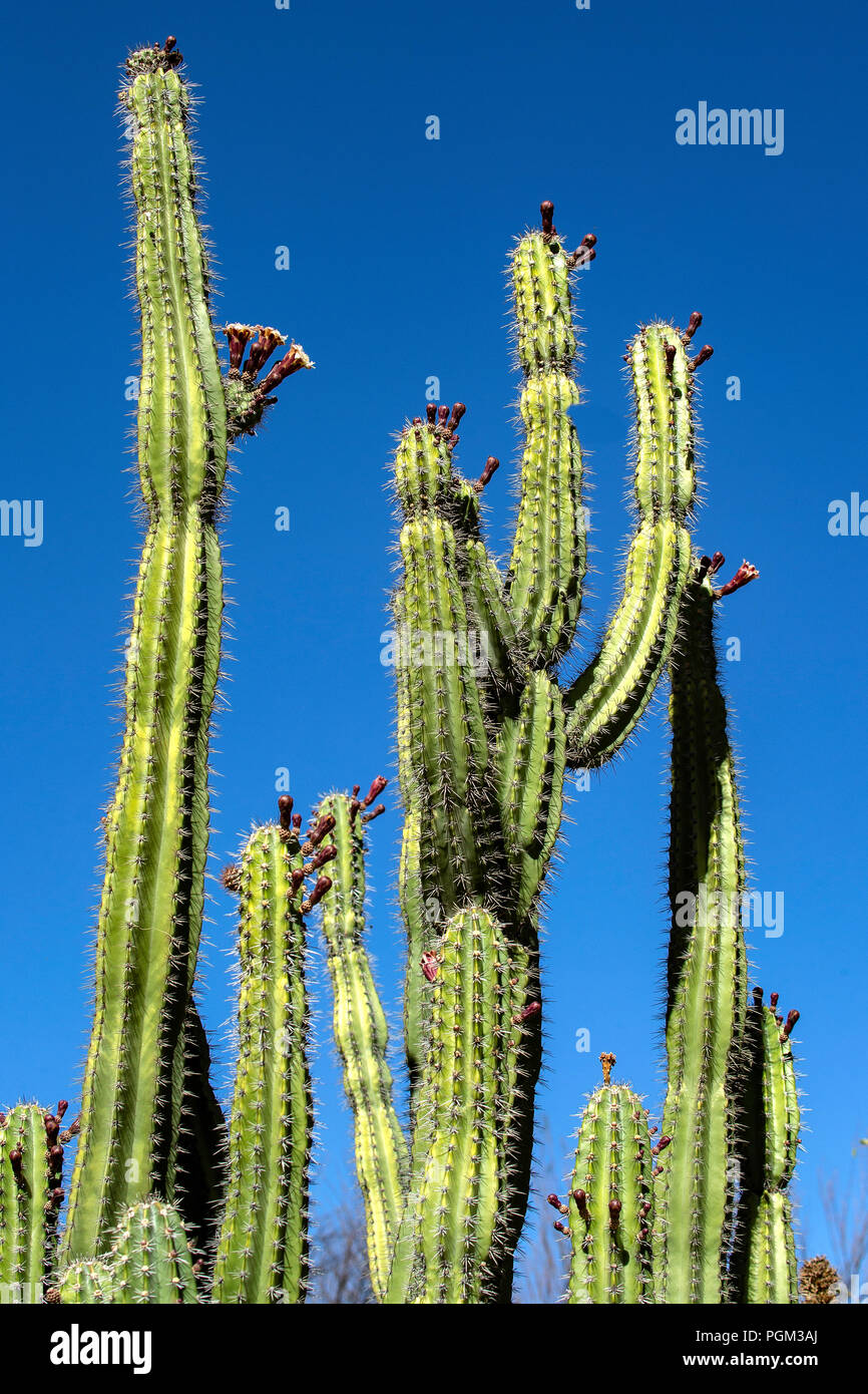 Blue spiky flowers hi-res stock photography and images - Alamy