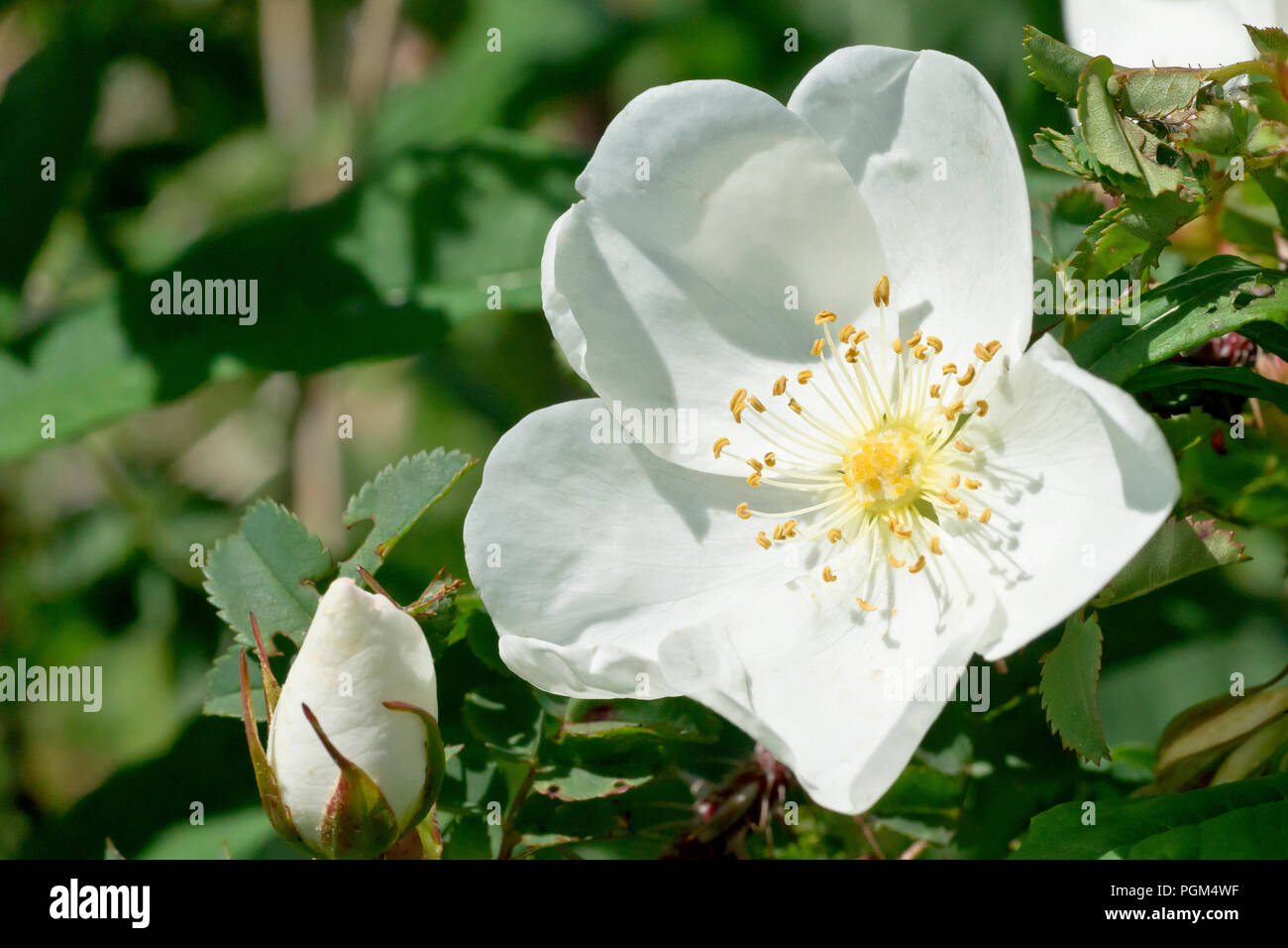 Burnet Rose (rosa pimpinellifolia), close up of a single flower with ...