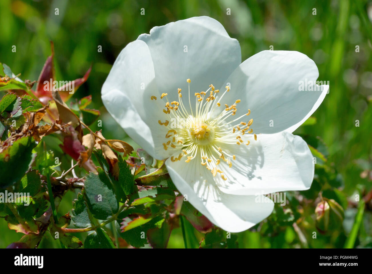 Burnet Rose (rosa pimpinellifolia), close up of a single flower Stock ...