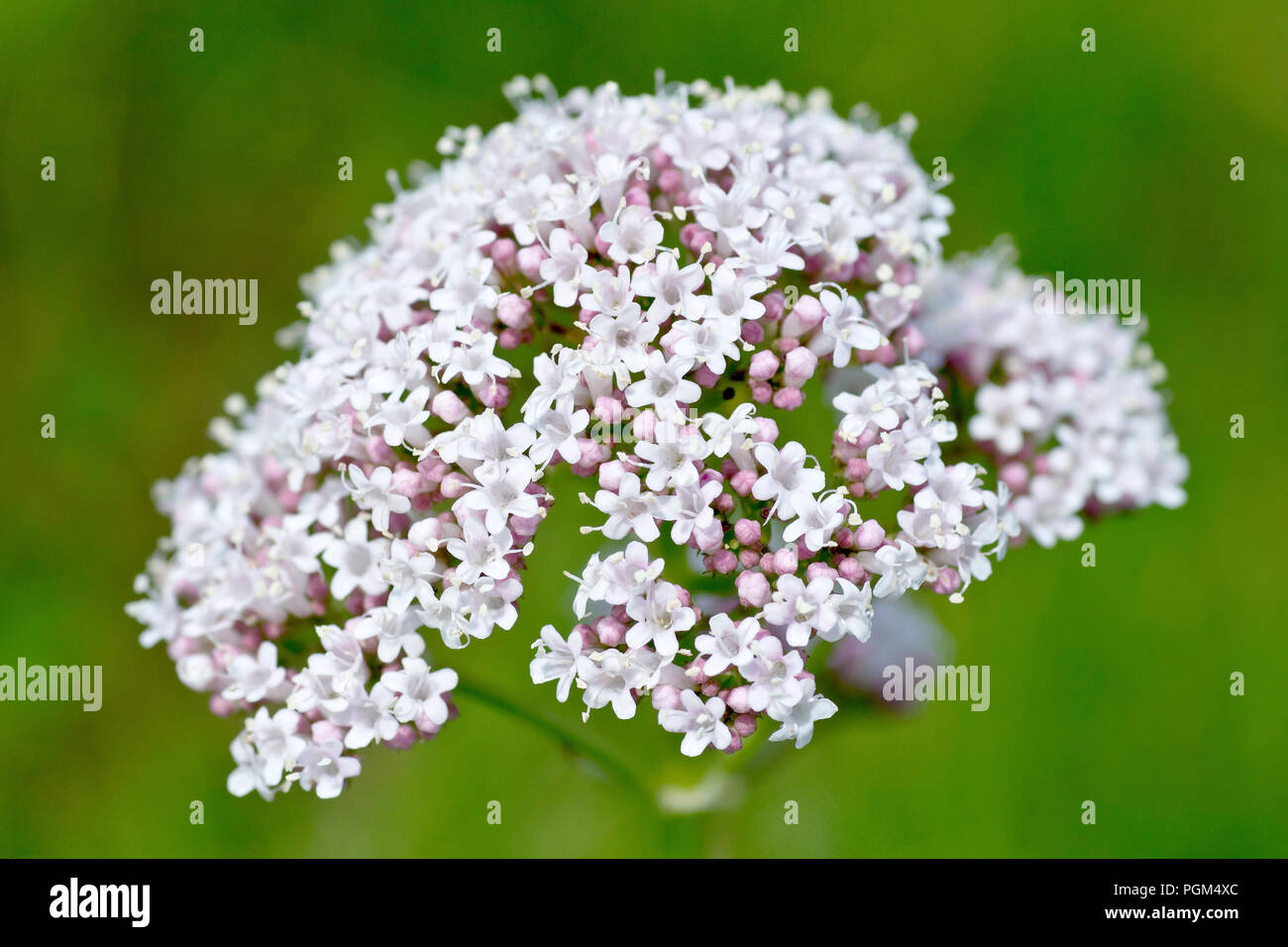 Pink valerian valeriana officinalis flowers hi-res stock photography ...