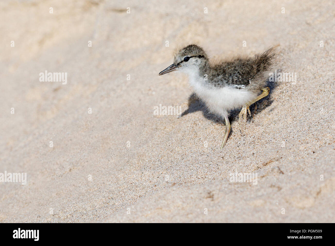 Baby Spotted Sandpiper (Actitis macularius) descending a sand dune ...