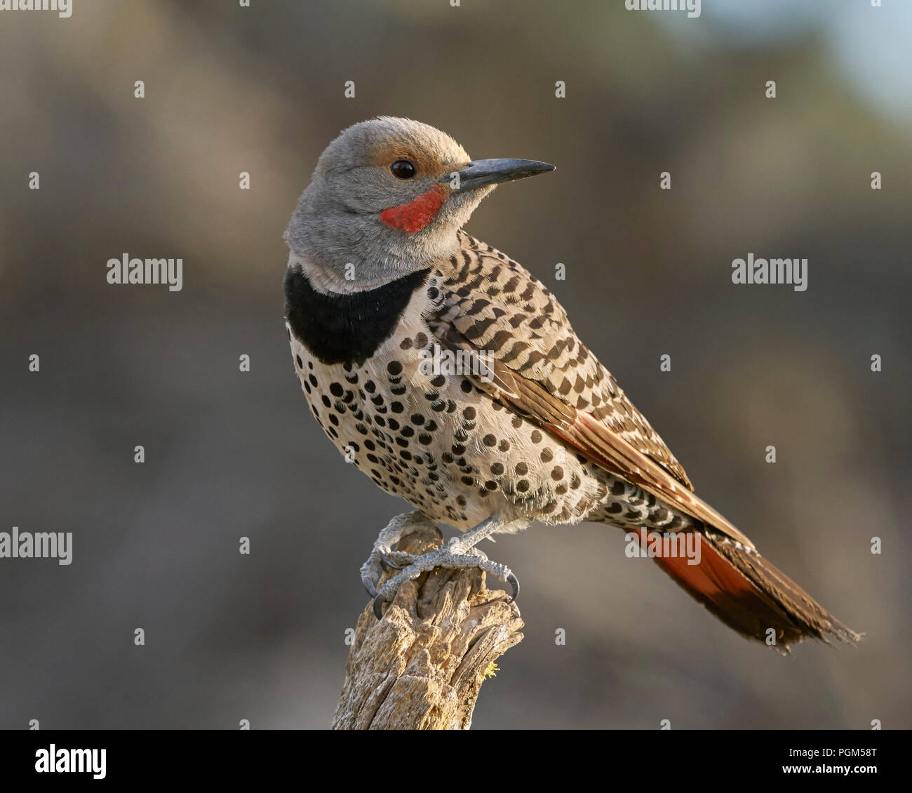 Red shafted flicker hi-res stock photography and images - Alamy
