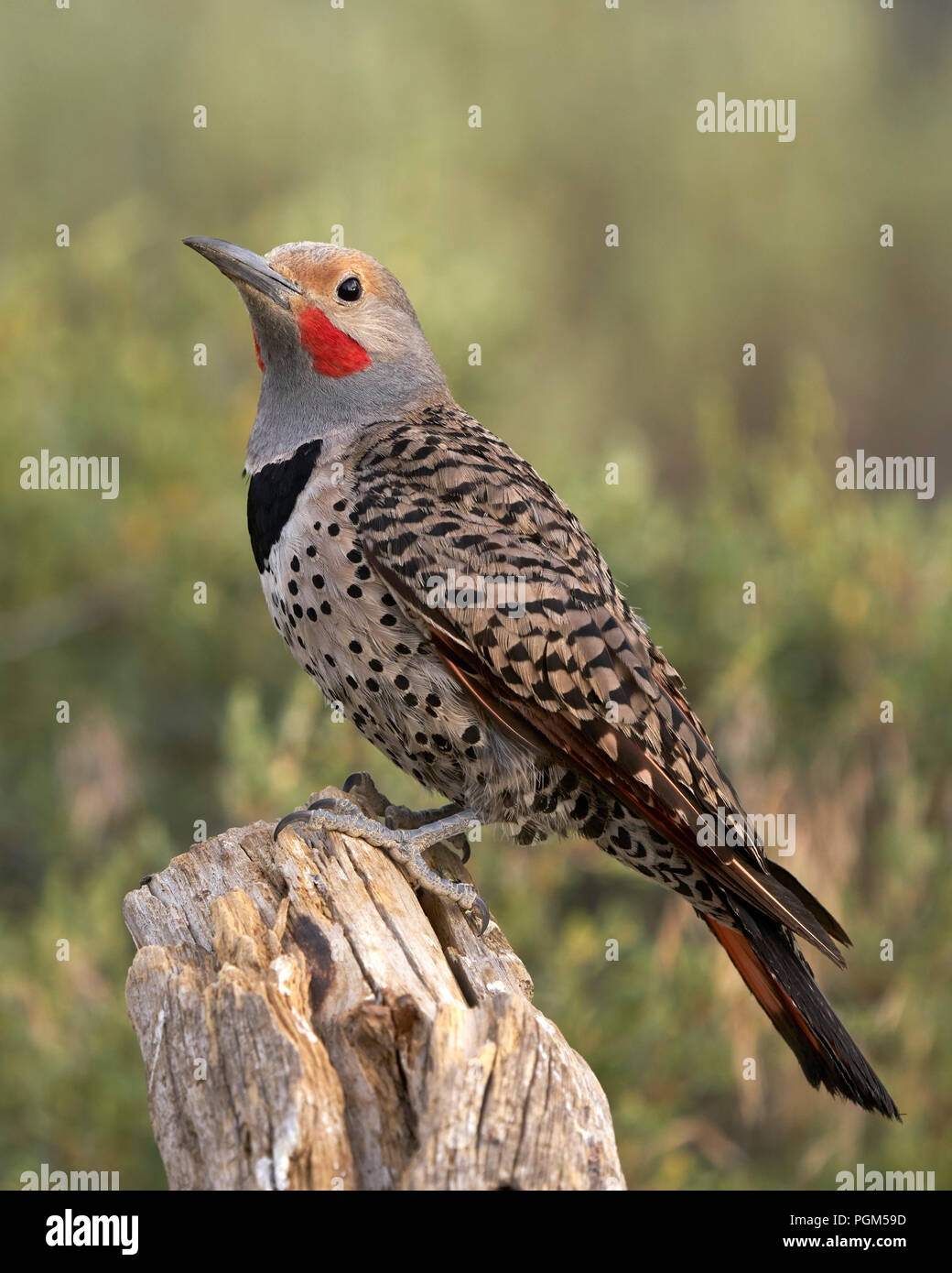 male Northern ("red-shafted") Flicker (Colaptes auratus), Lake County ...