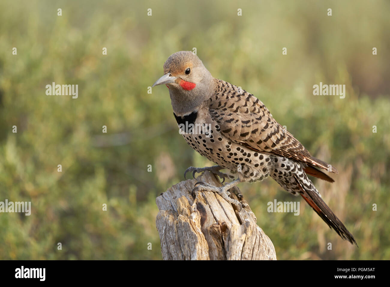 Male red shafted northern flicker colaptes hi-res stock photography and ...